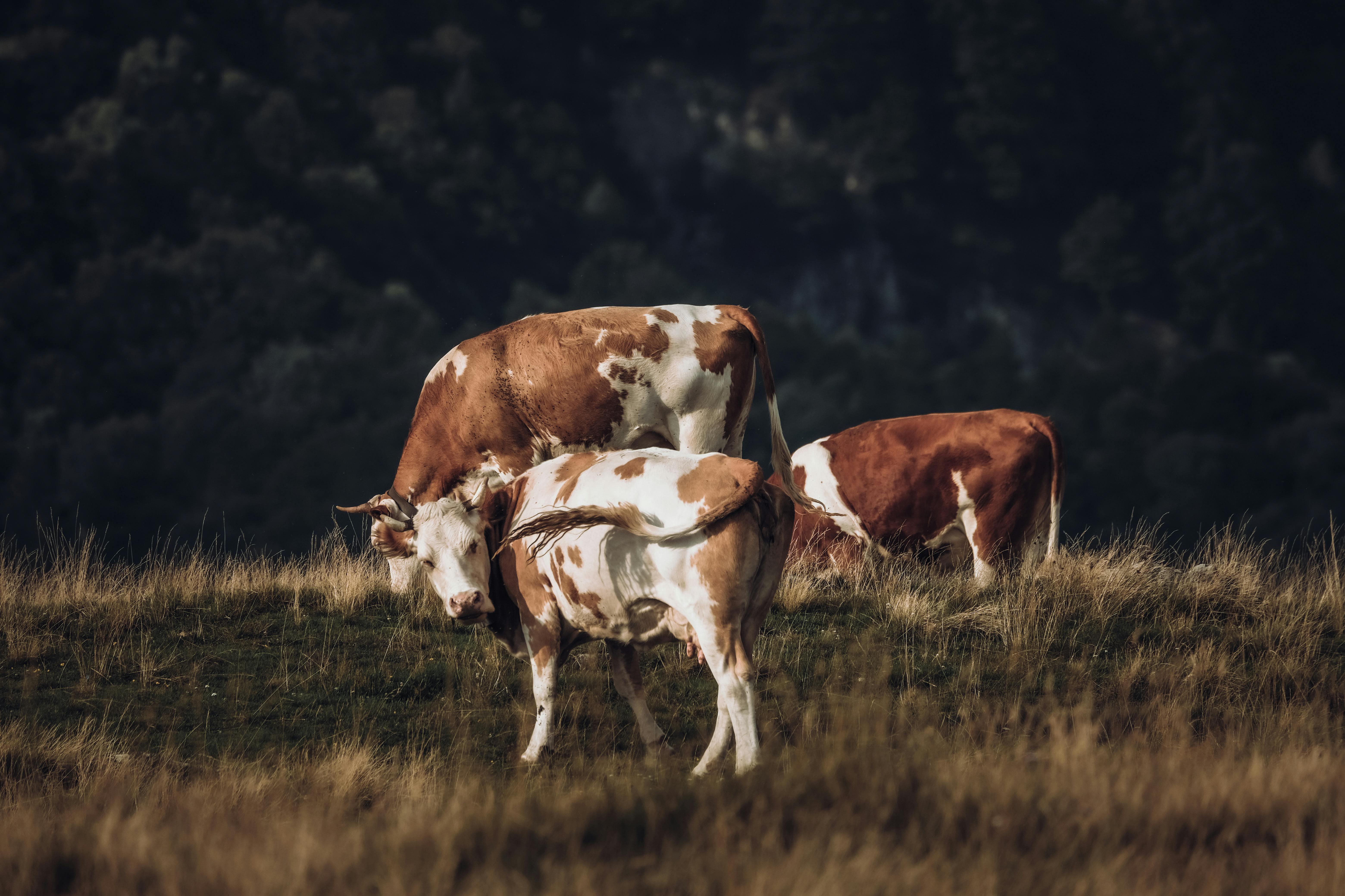Cows Grazing on Field Against Sky · Free Stock Photo