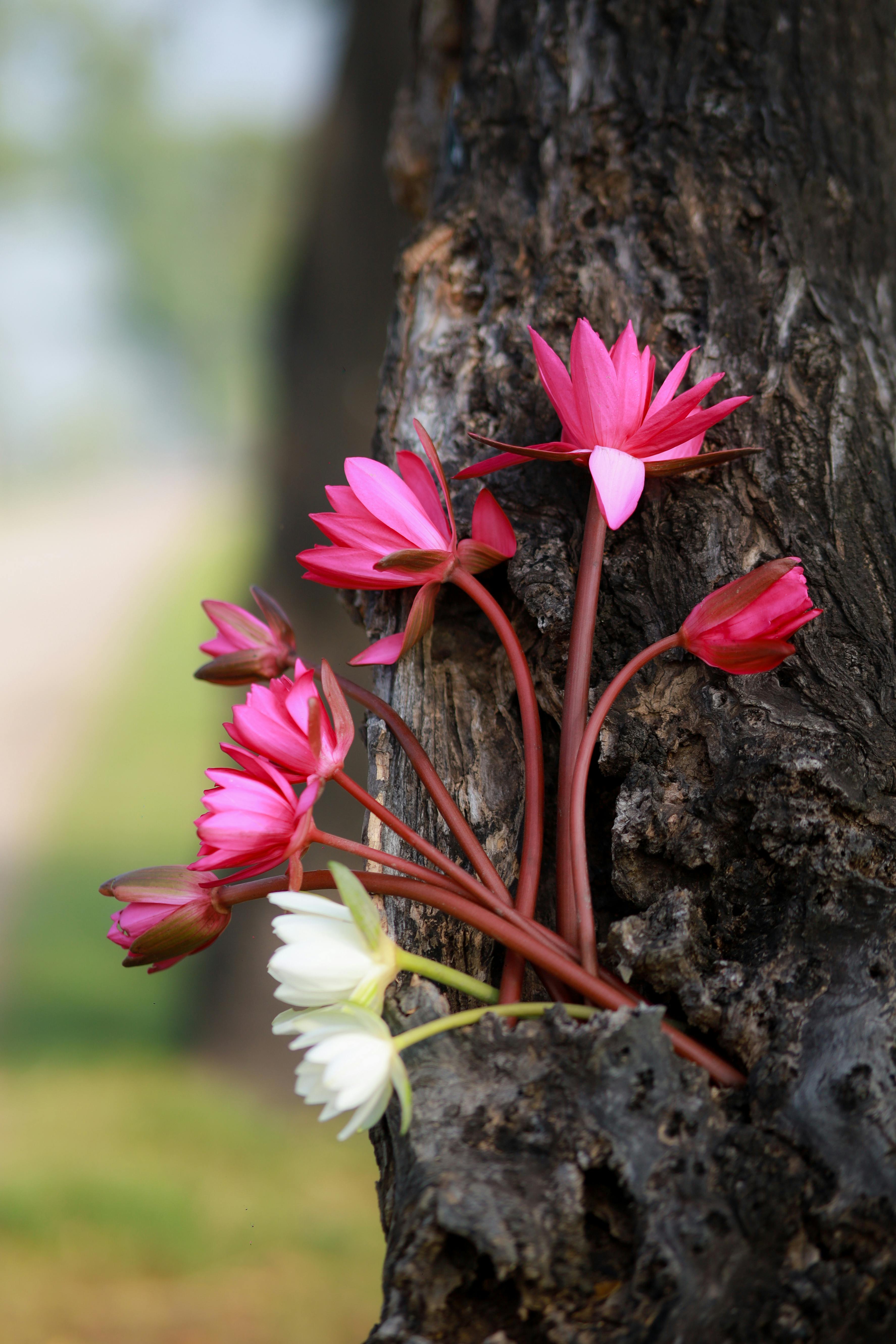 Water Lilies on Tree · Free Stock Photo