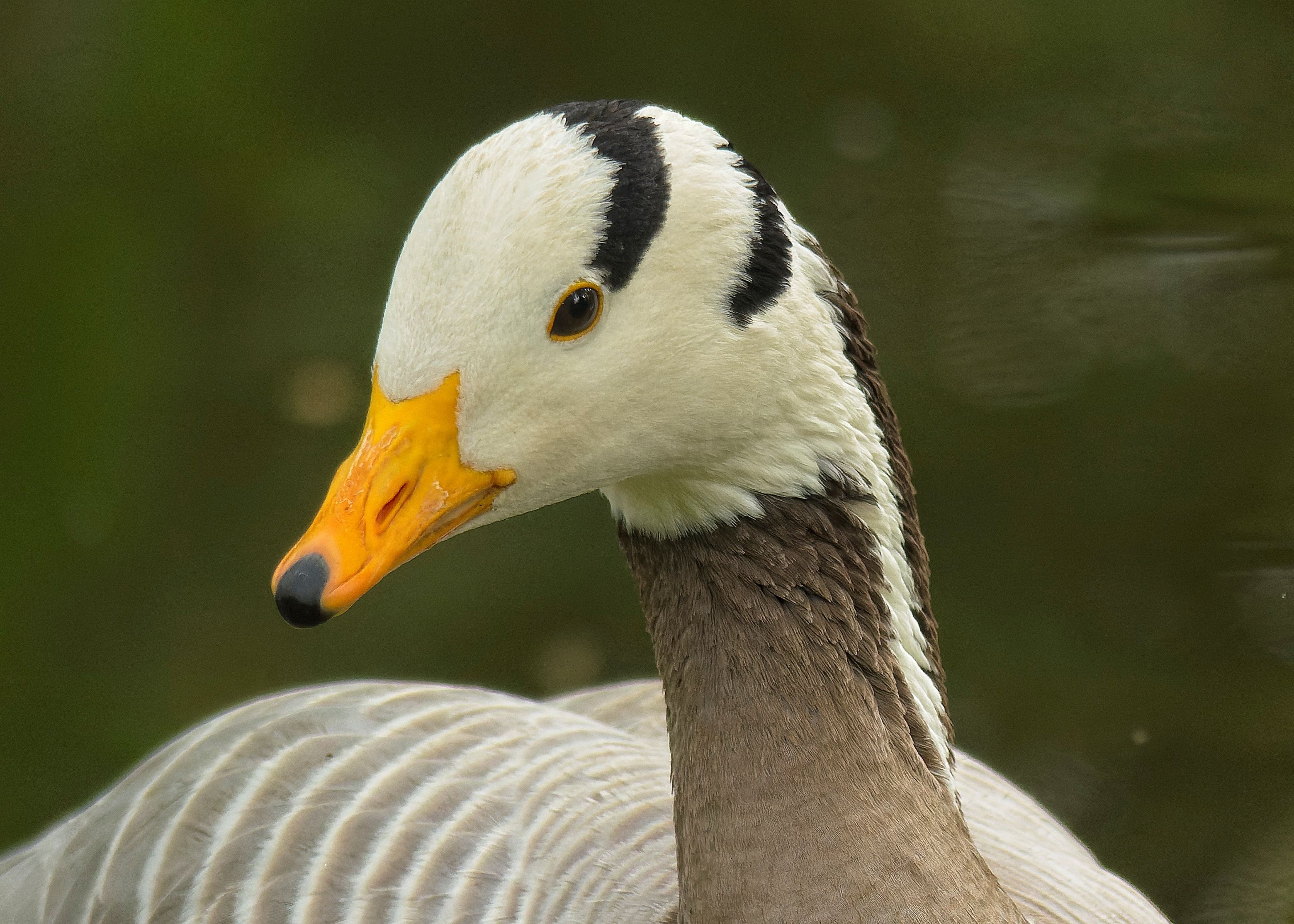 Close-up of a Canada Goose · Free Stock Photo