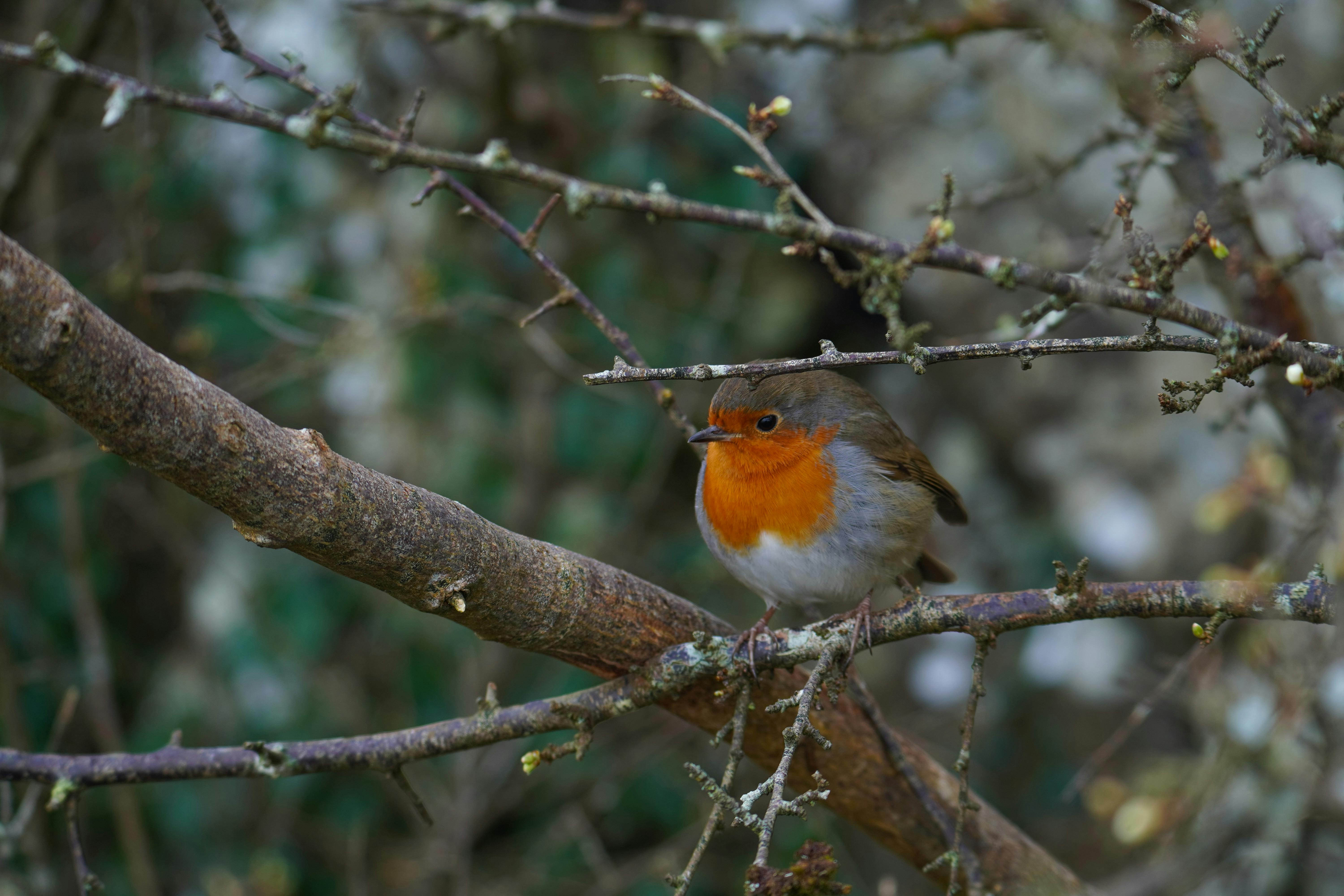European Robin on Tree Branches · Free Stock Photo