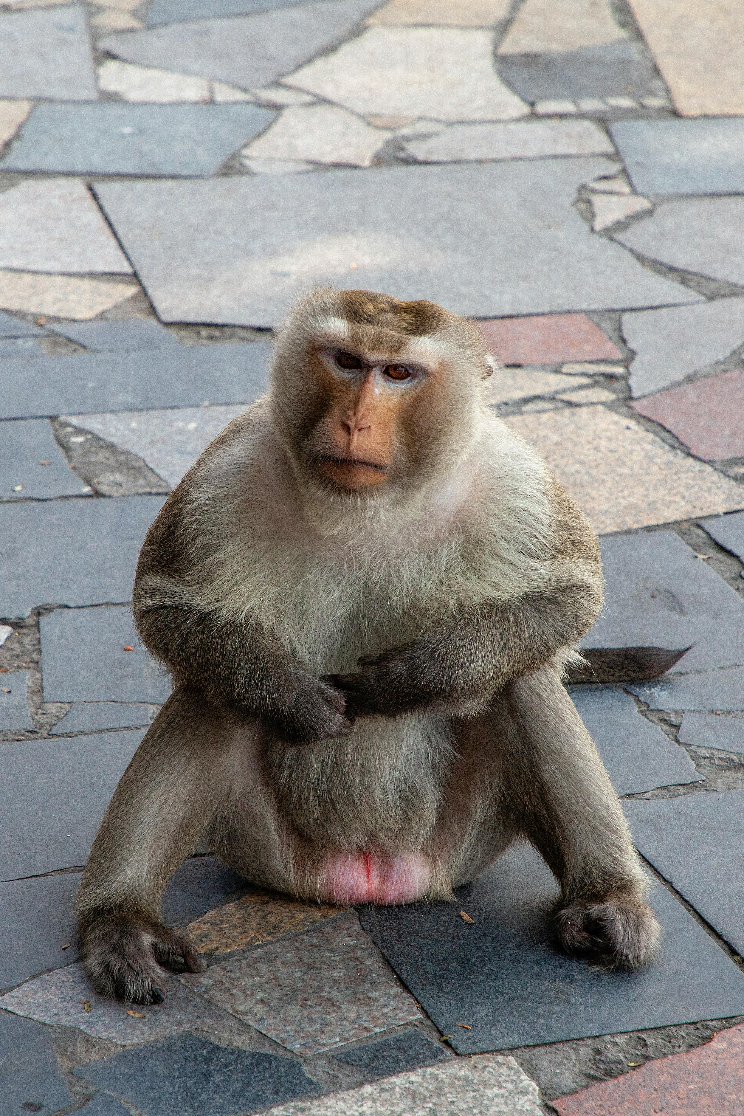 A monkey sitting on a stone floor with its legs crossed · Free Stock Photo
