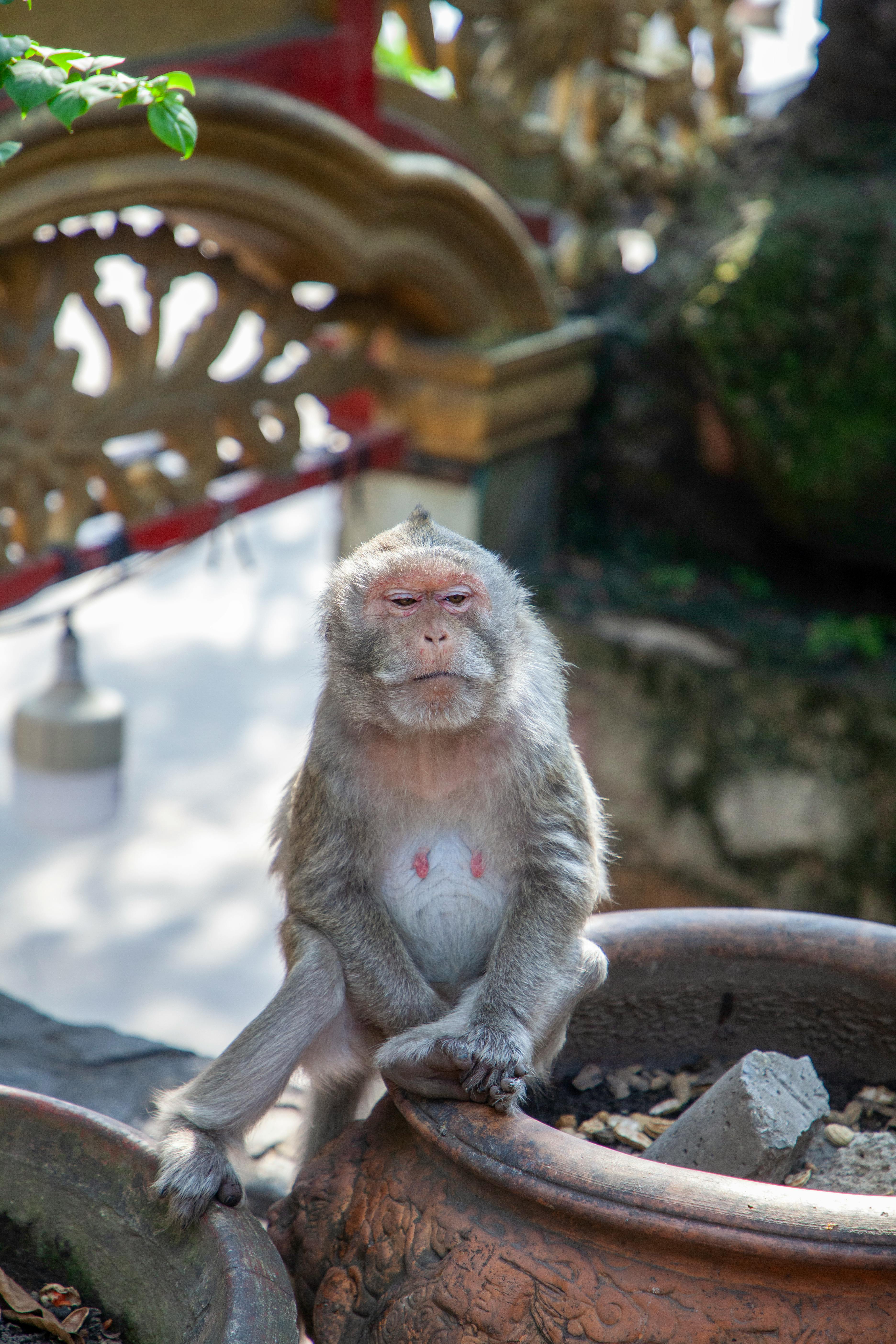 Little Monkey Sitting on Pot · Free Stock Photo
