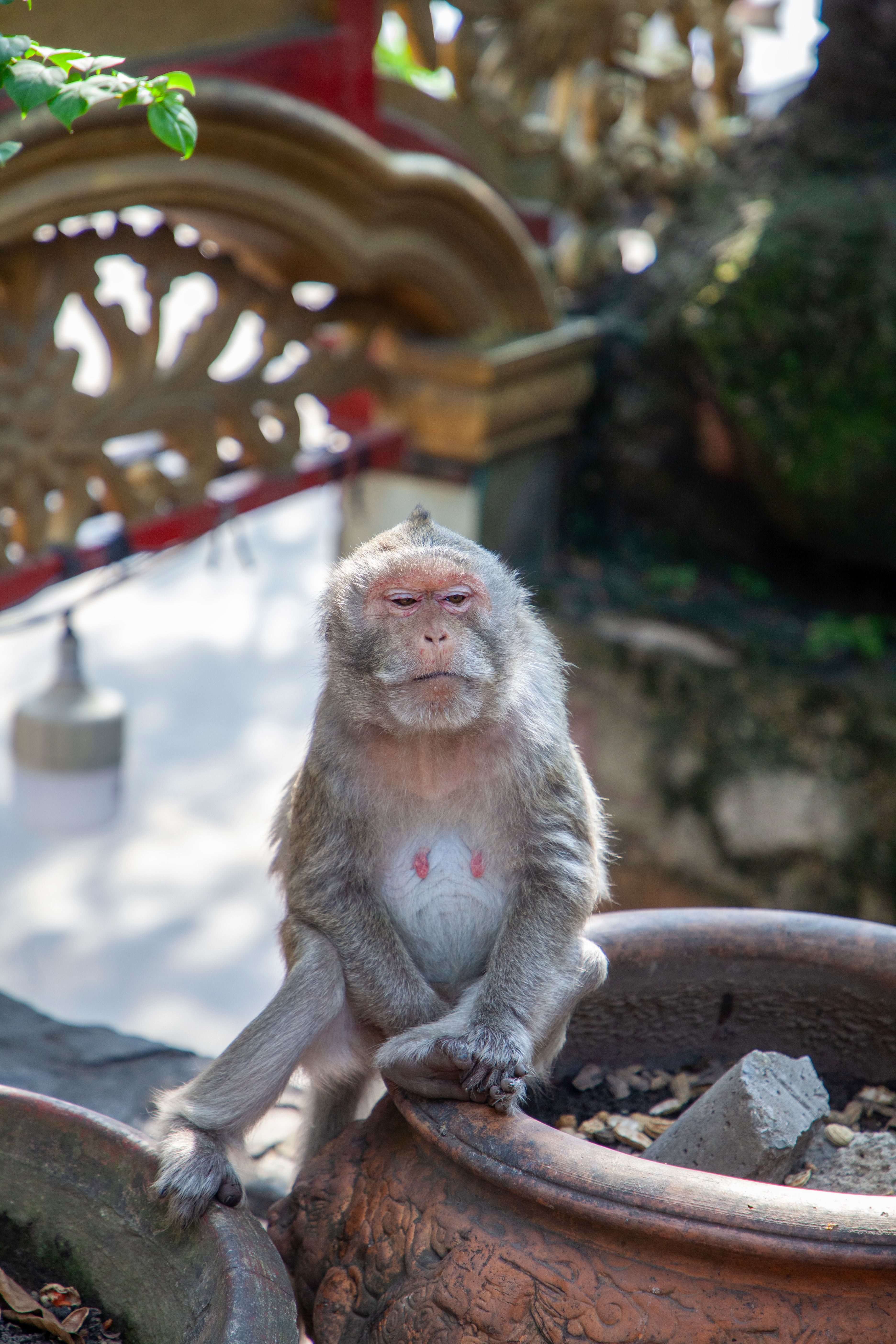 Little Monkey Sitting on Pot · Free Stock Photo