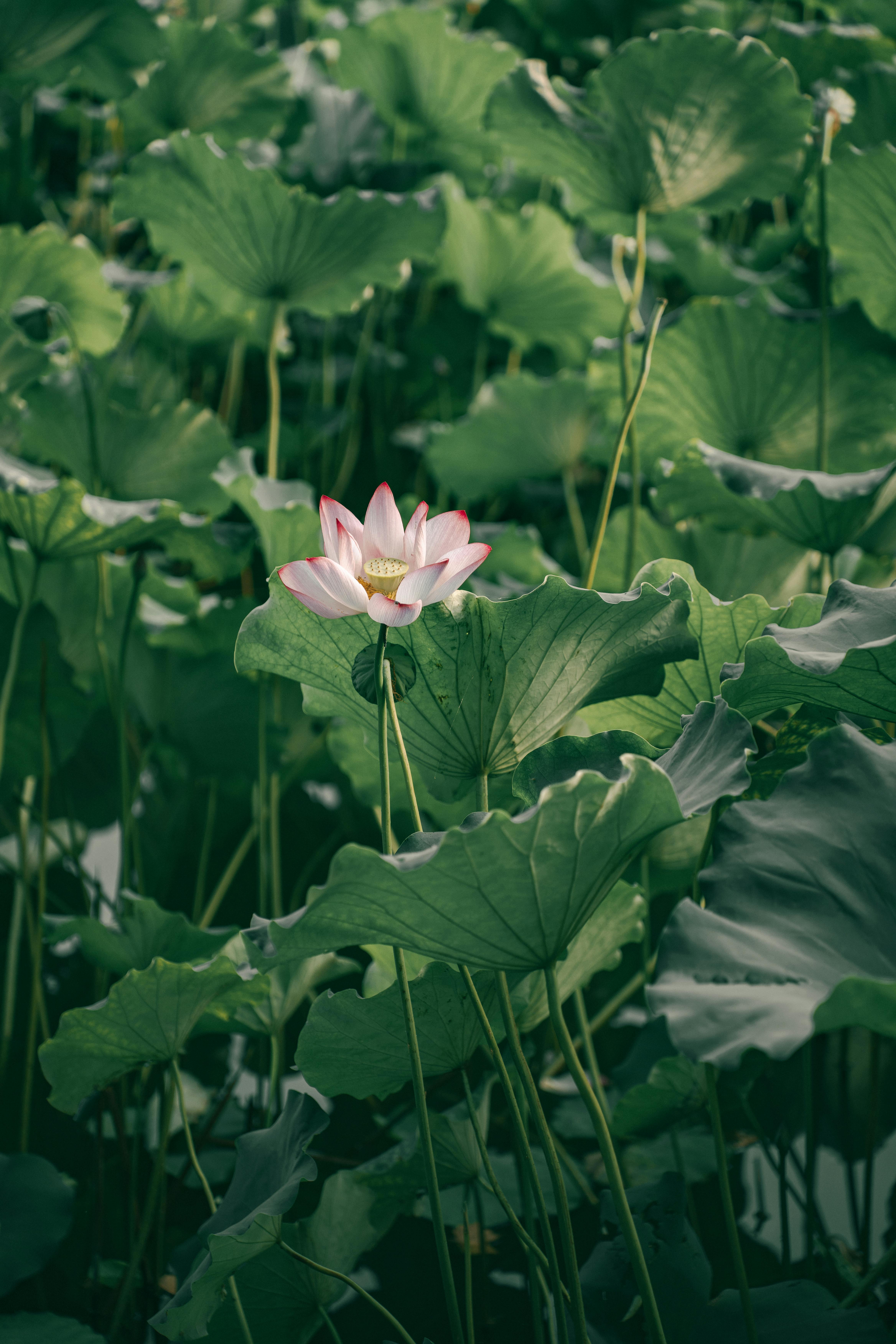 Close-up of a Lotus · Free Stock Photo