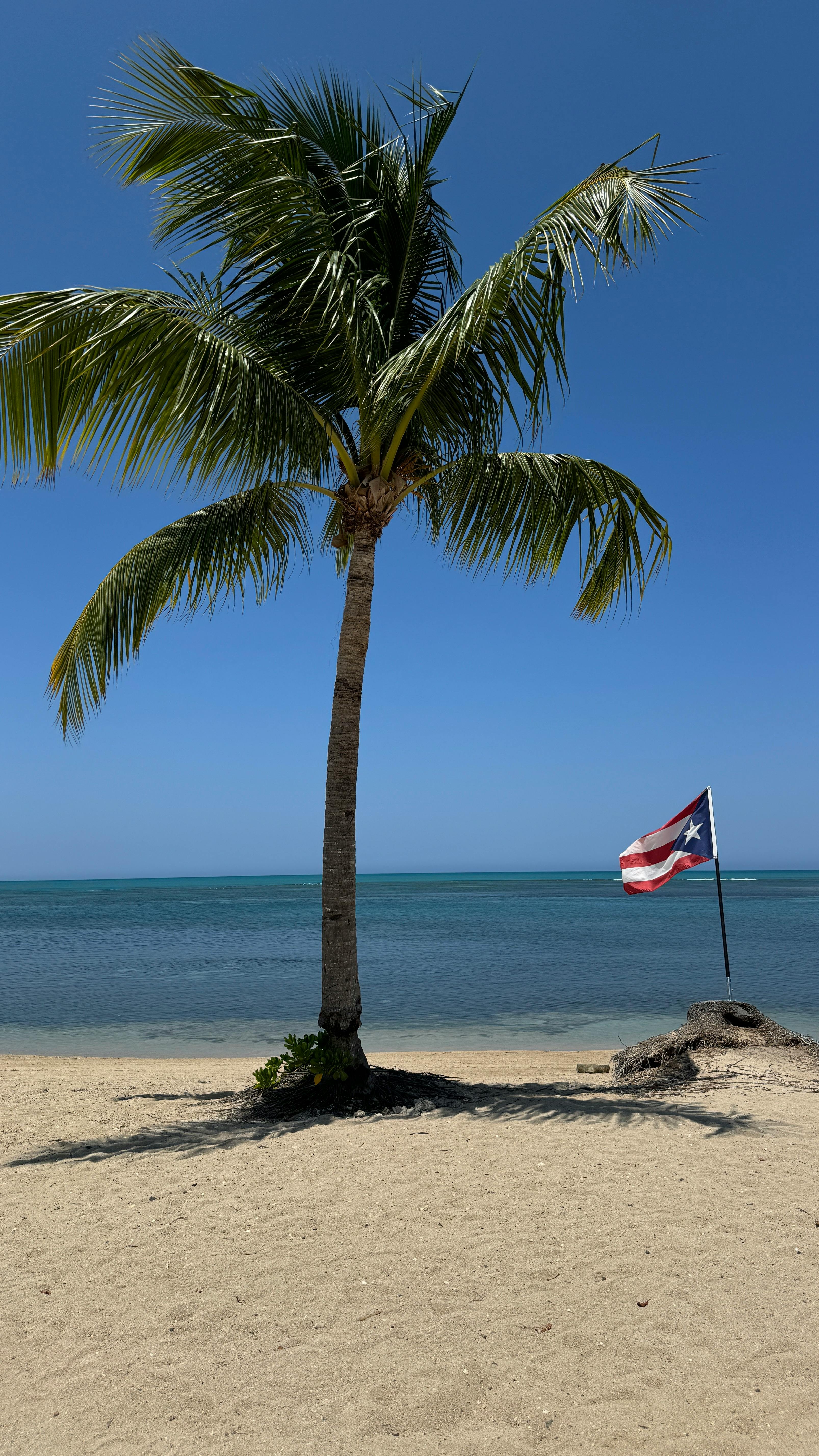 Palm Tree and Flag of Puerto Rico on Beach · Free Stock Photo