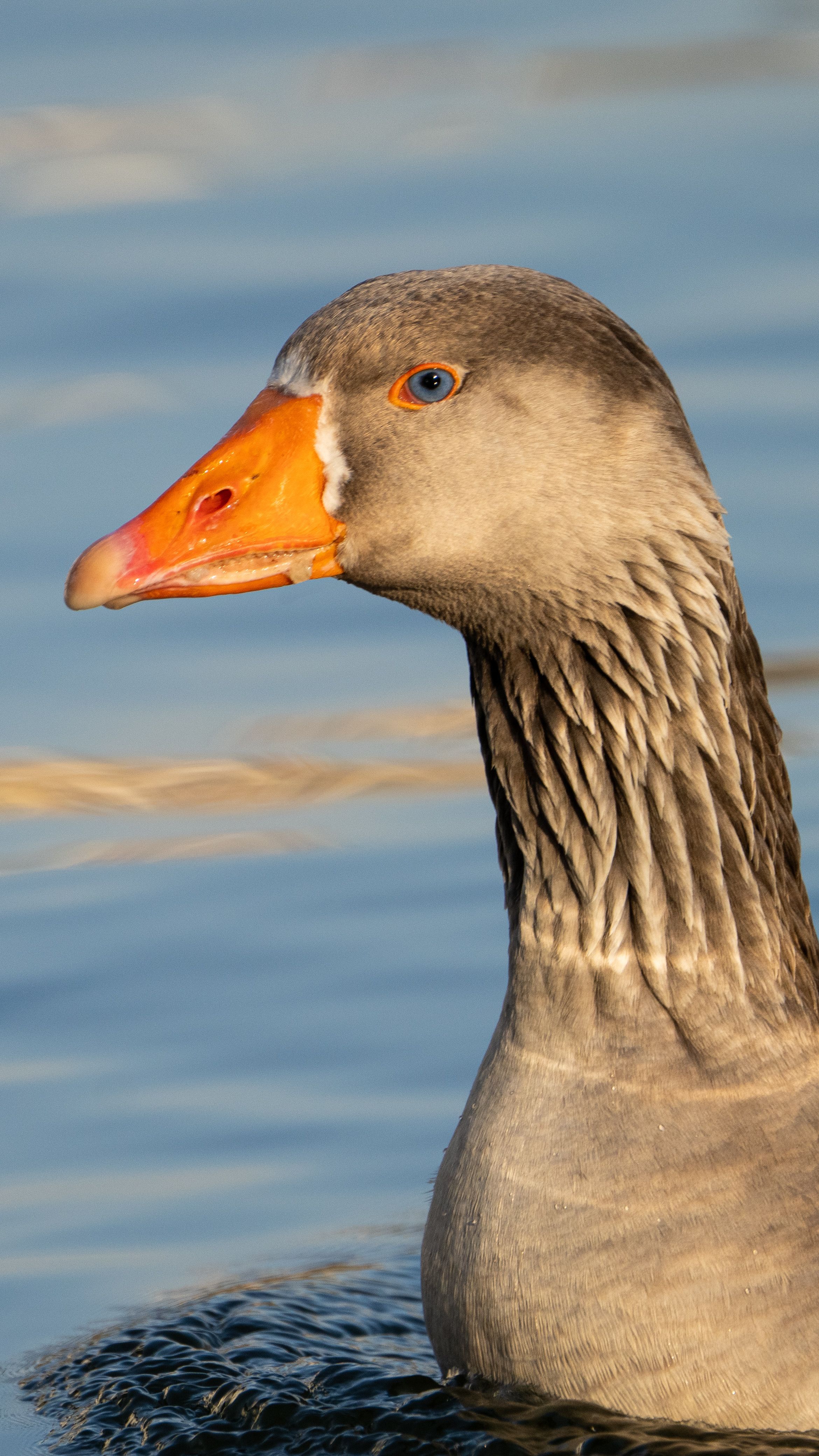 A duck with orange beak and orange eyes in the water · Free Stock Photo