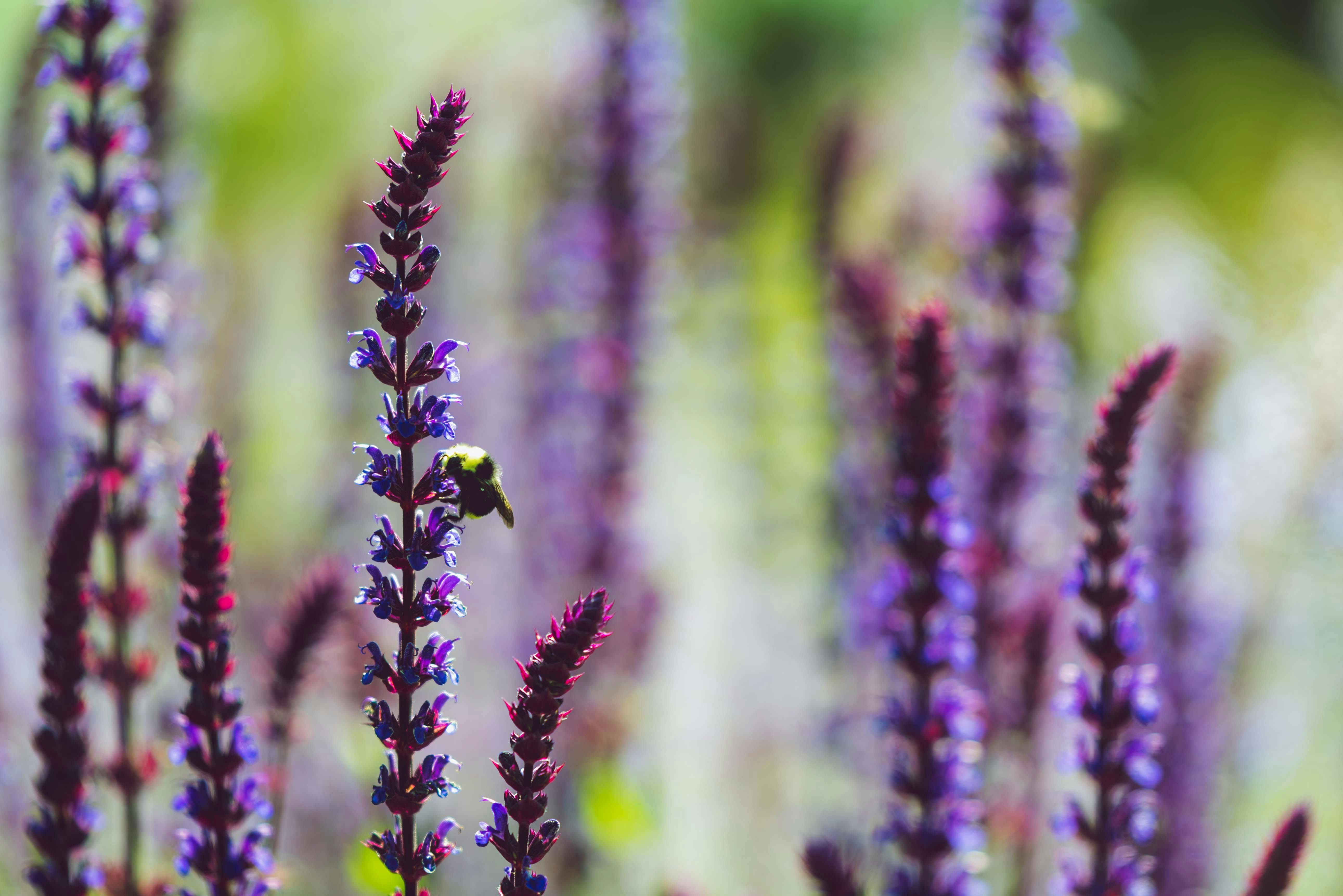 Free stock photo of bee, bloom, blossom