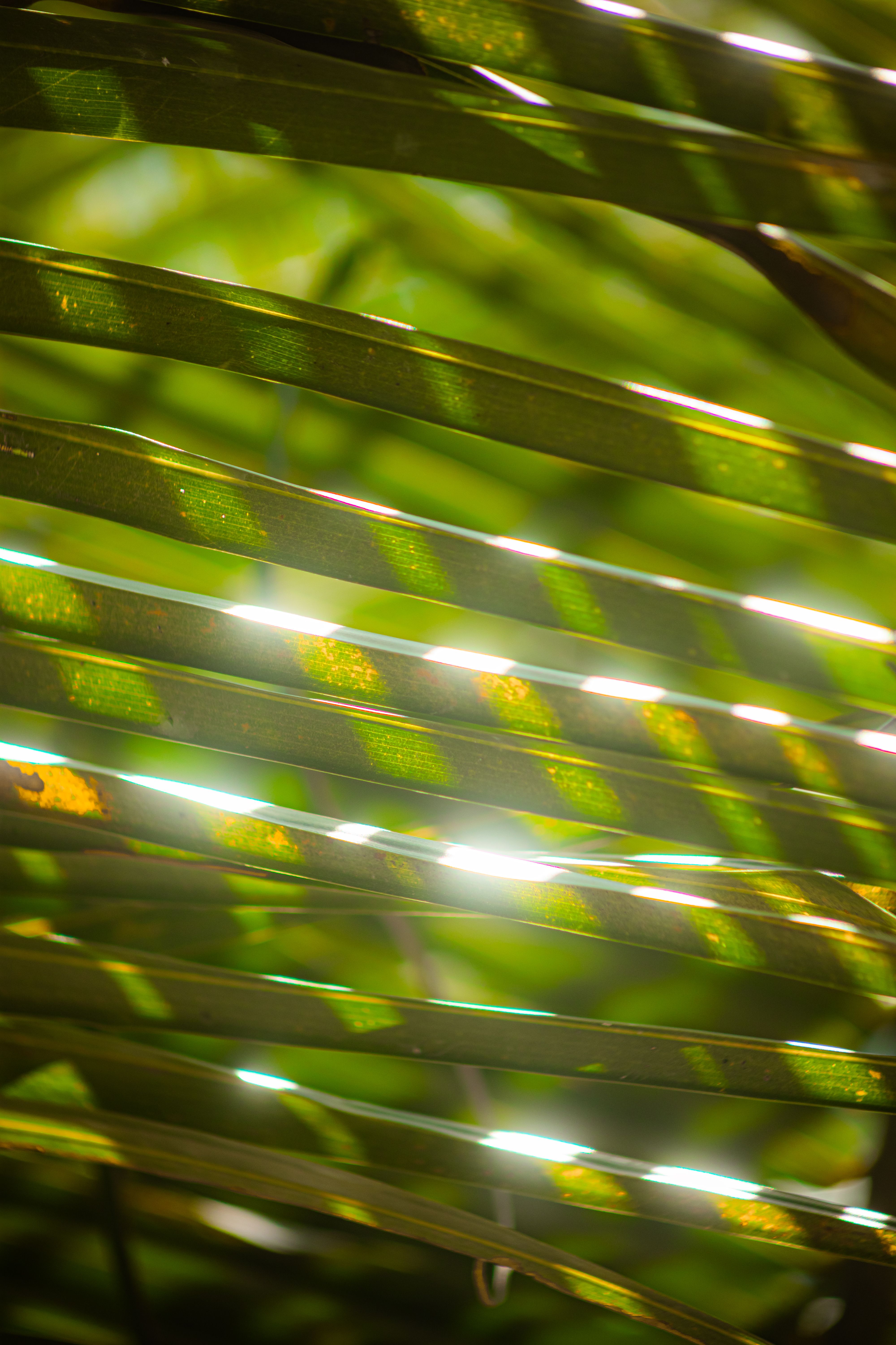 Tropical Leaf Overlays Photos, Download The BEST Free Tropical Leaf ...