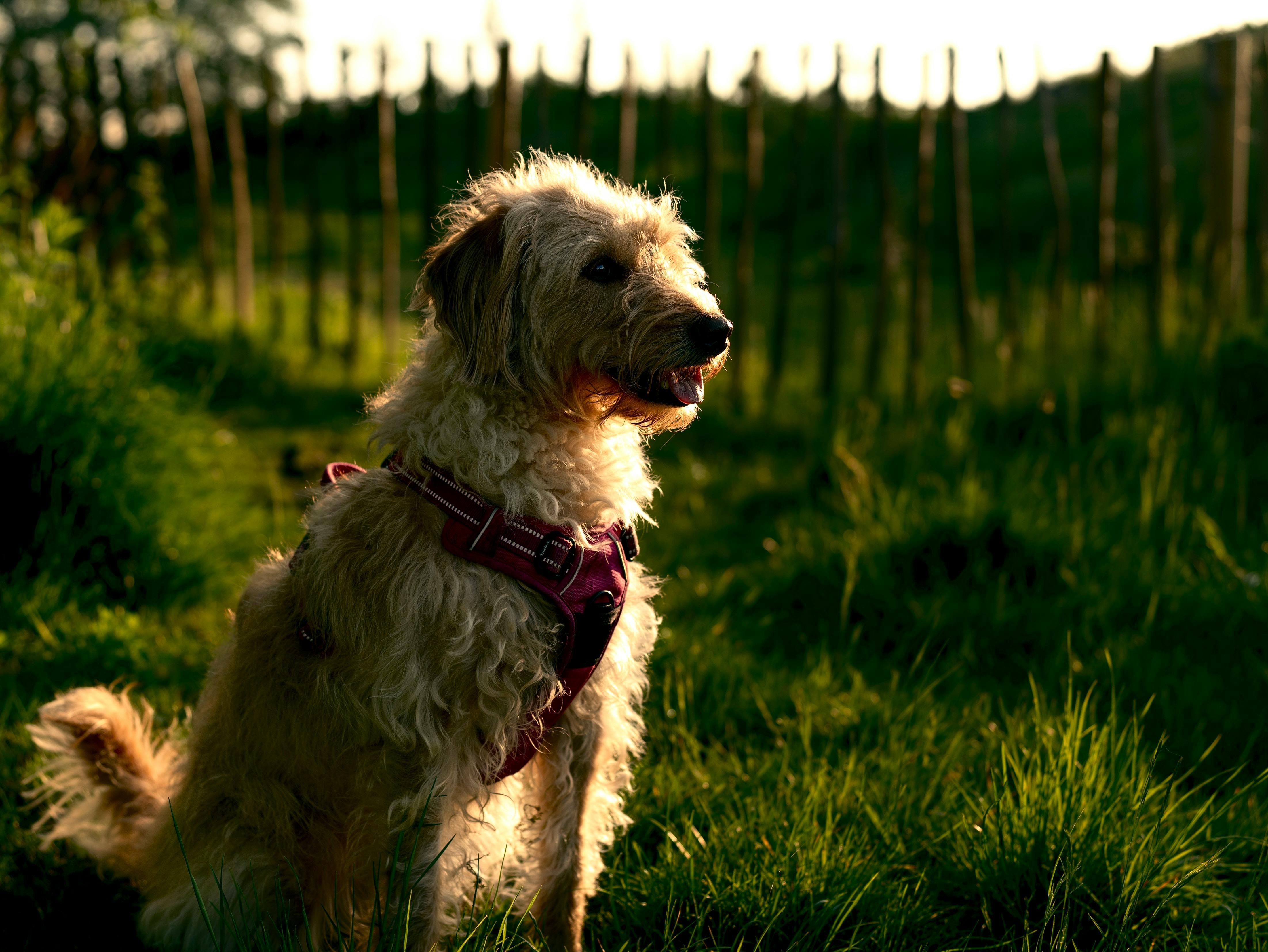 Labradoodle Sitting on Grass · Free Stock Photo