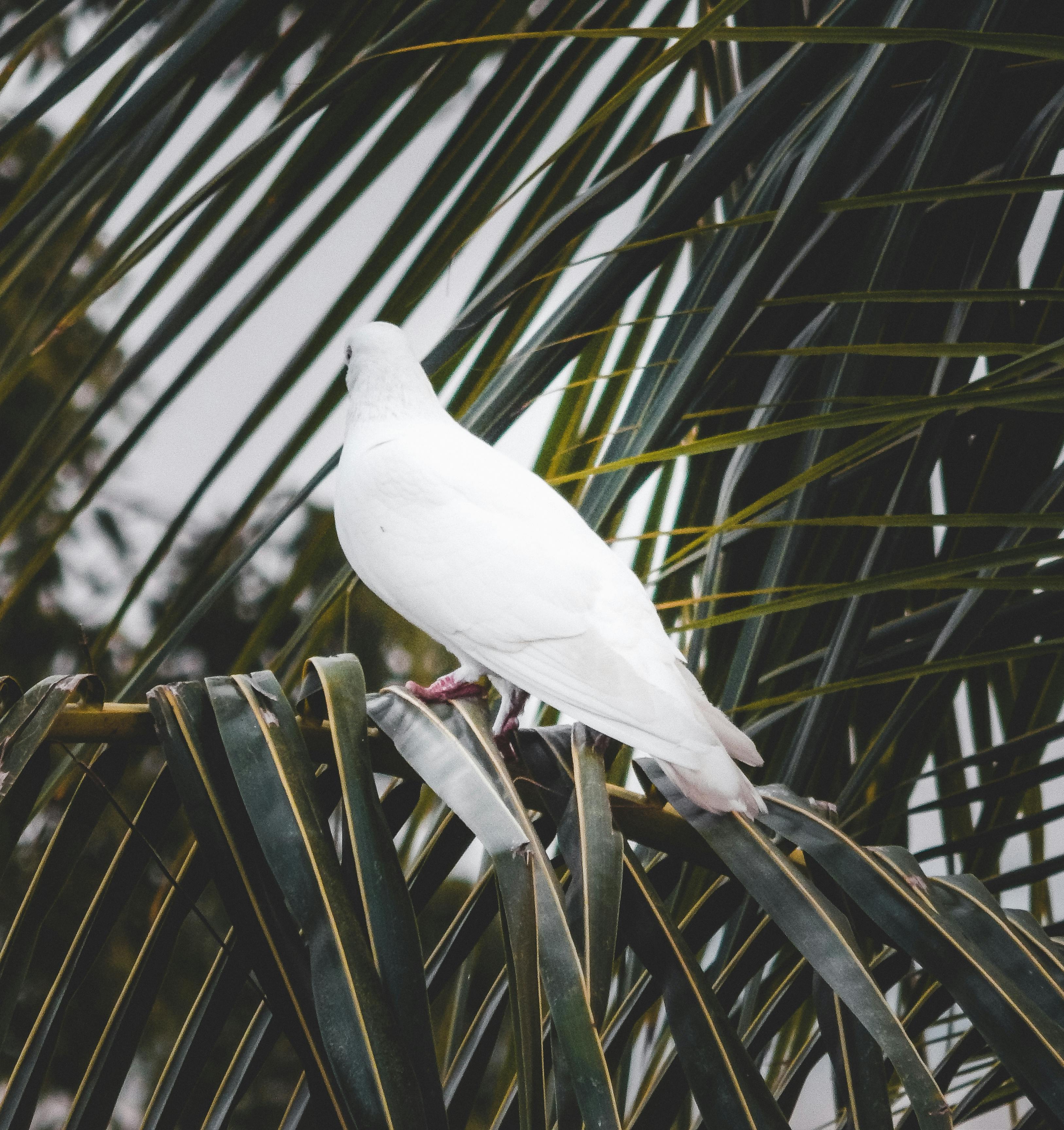 260+ Best Free Dove Stock Photos & Images · 100% Royalty-Free HD Downloads