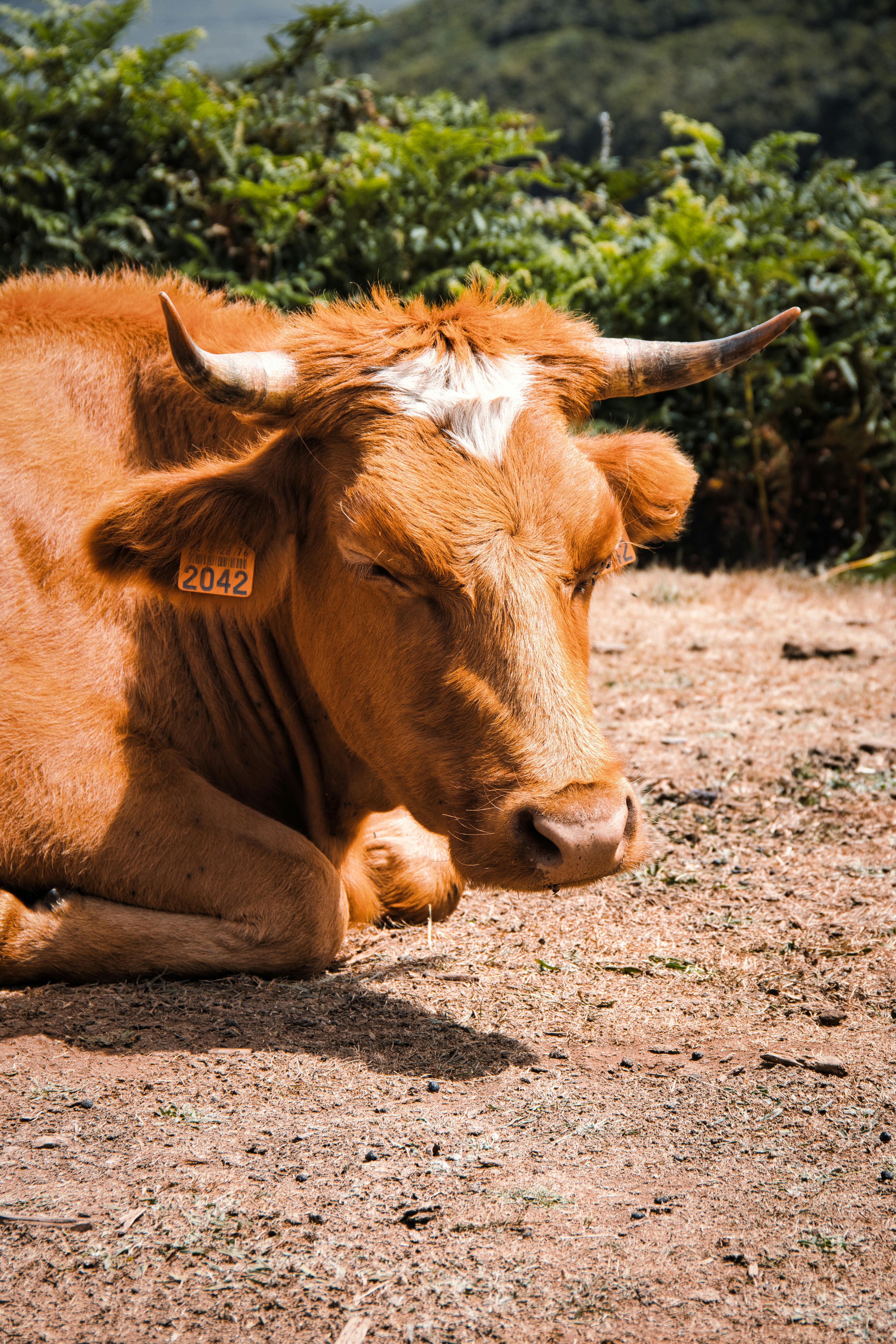 Cow bathing in the sun · Free Stock Photo