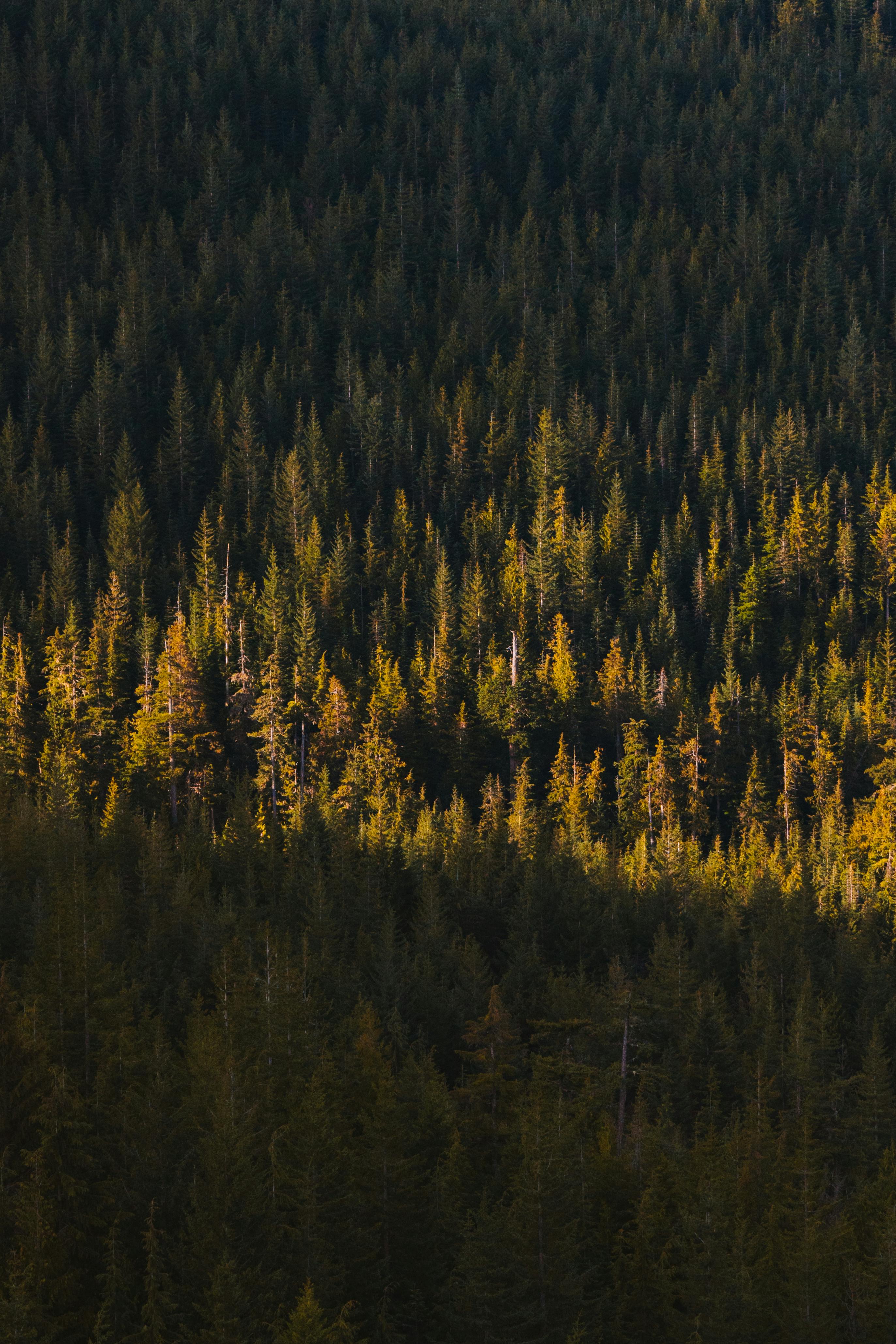 Woods Task Photos, Download The BEST Free Woods Task Stock Photos & HD ...