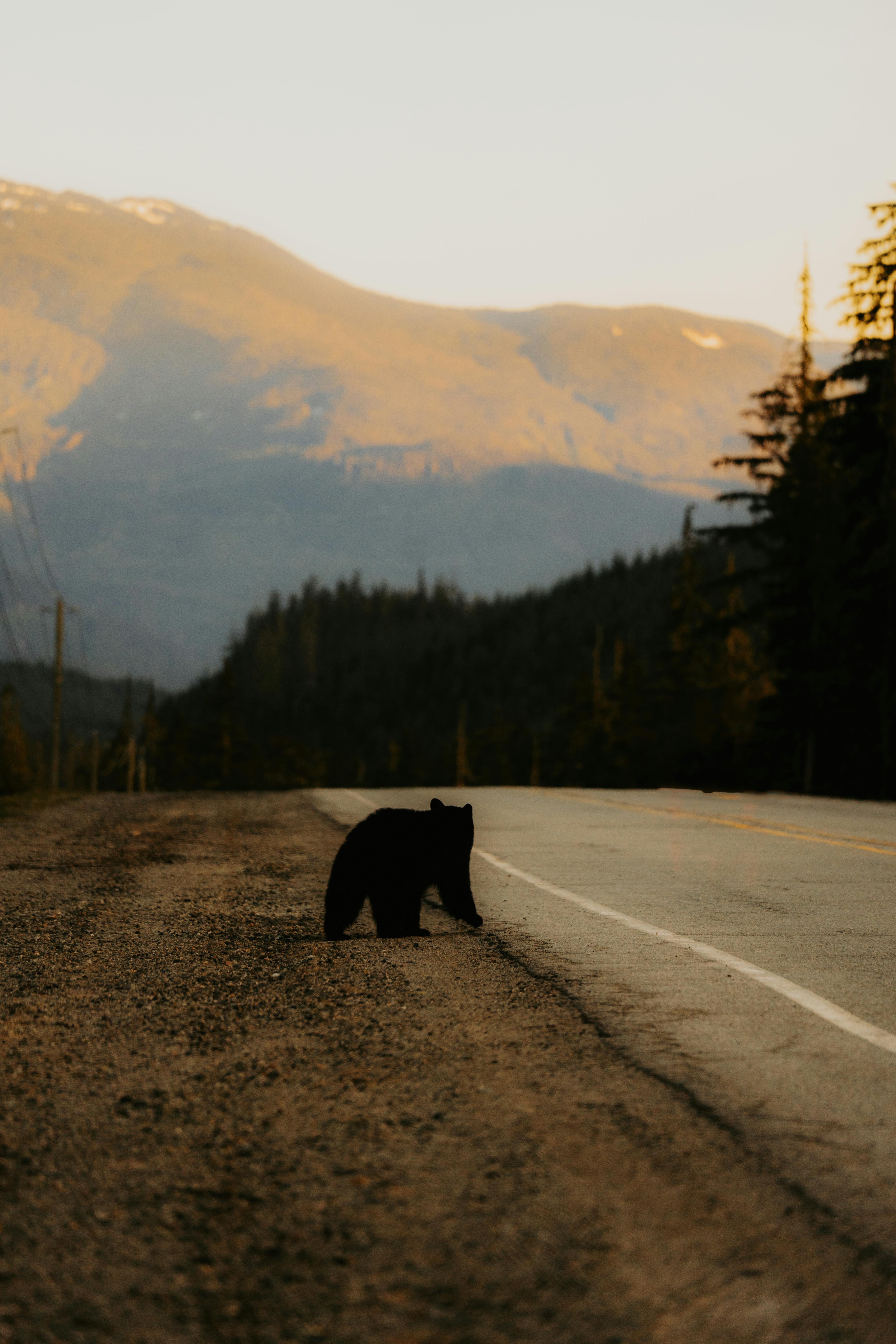 Bear Sunset Photos, Download The BEST Free Bear Sunset Stock Photos ...