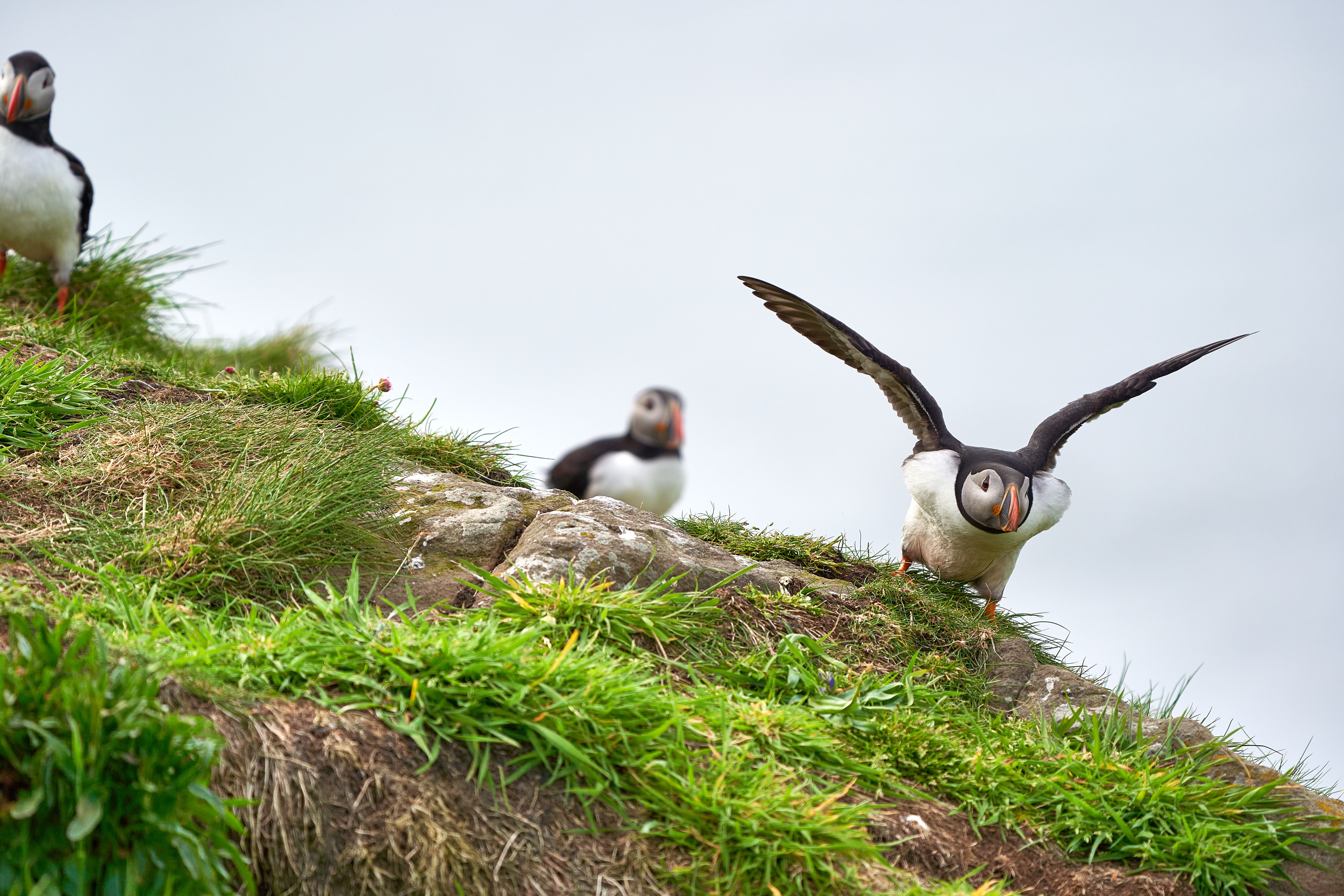 Atlantic Puffin Bird in Nature · Free Stock Photo