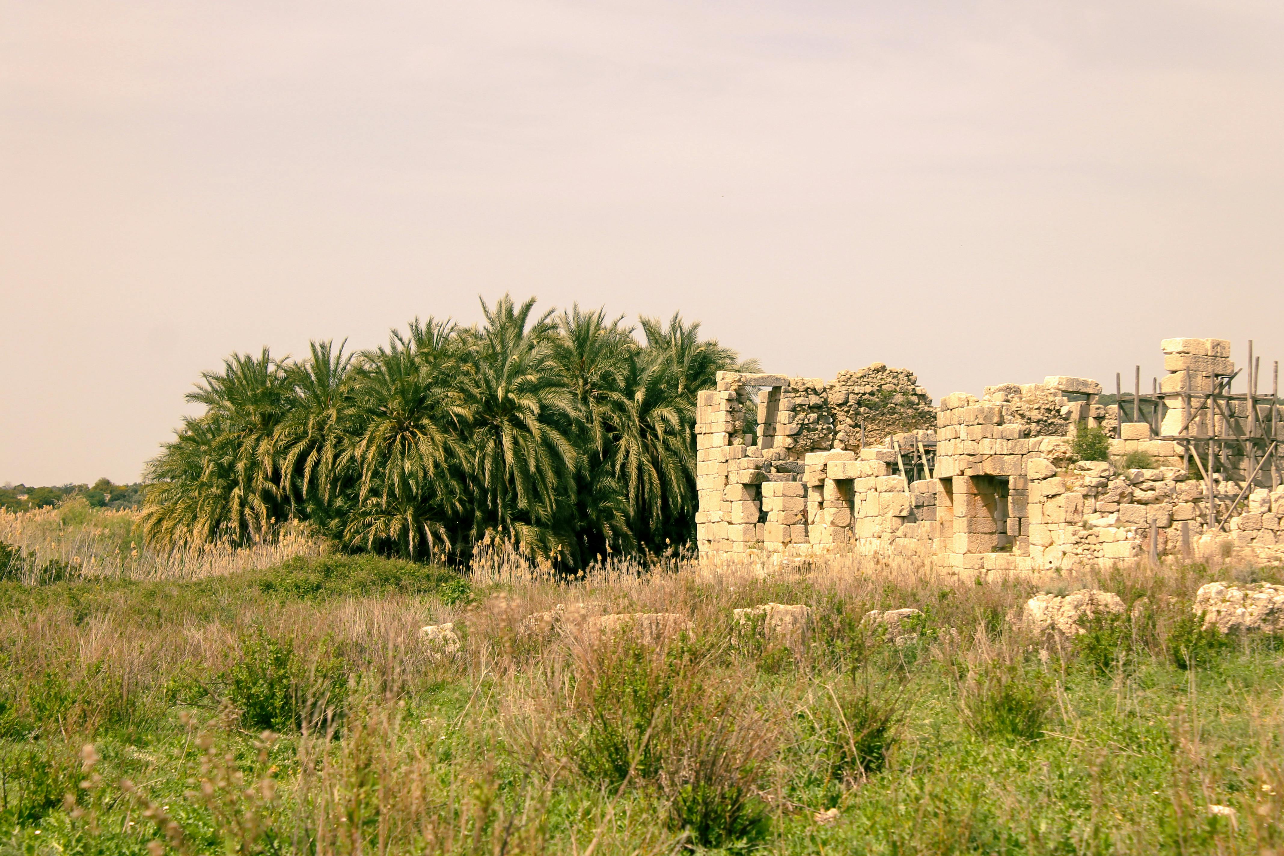 Tropical Trees near Building Ruins · Free Stock Photo
