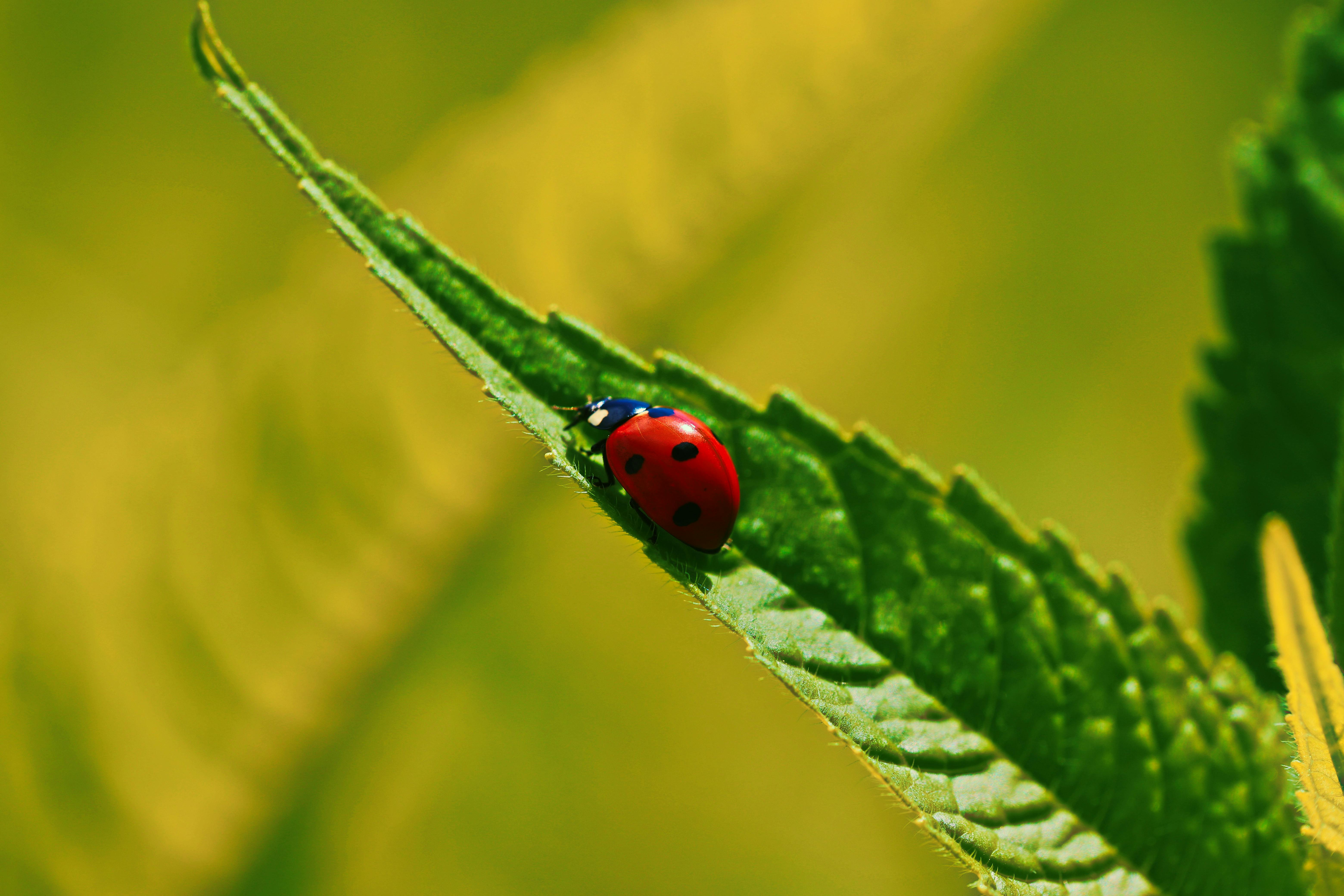 Ladybug Sitting on a Leaf · Free Stock Photo