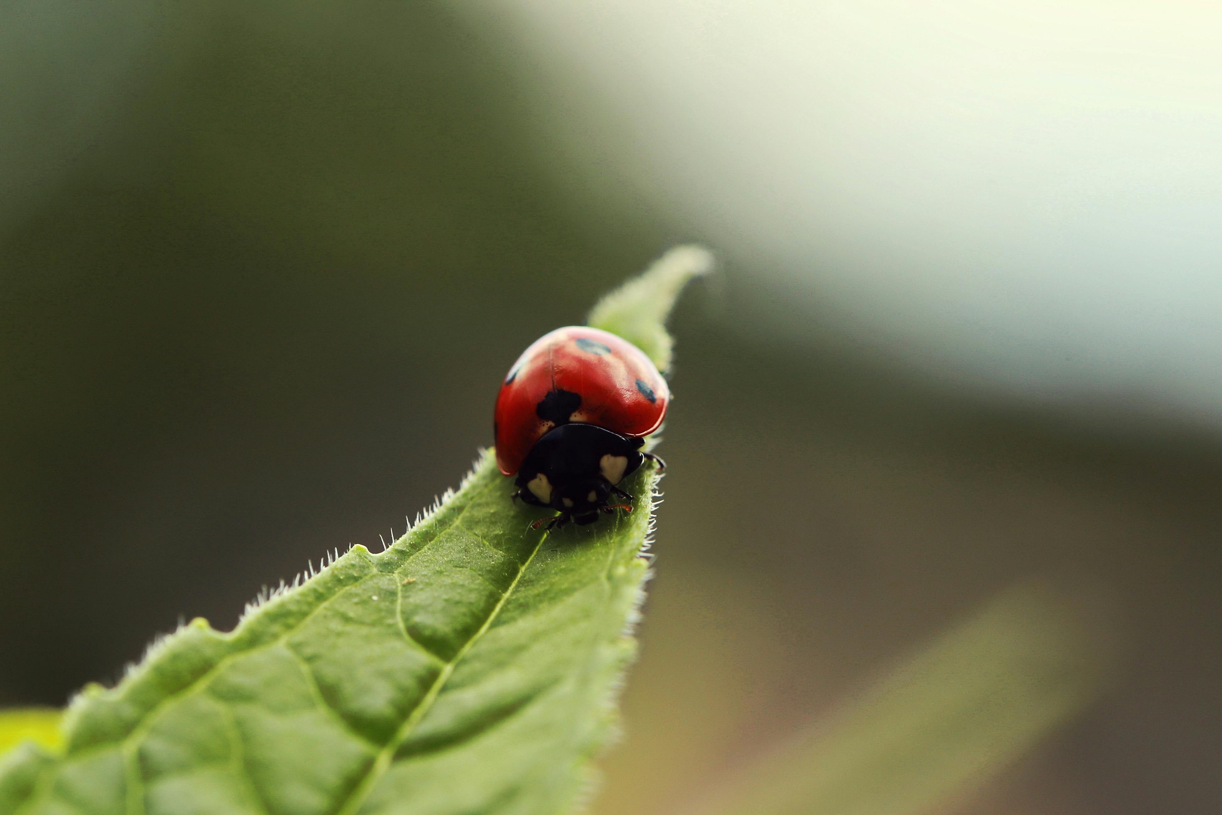 Black and Red Ladybug on Green Leaf · Free Stock Photo