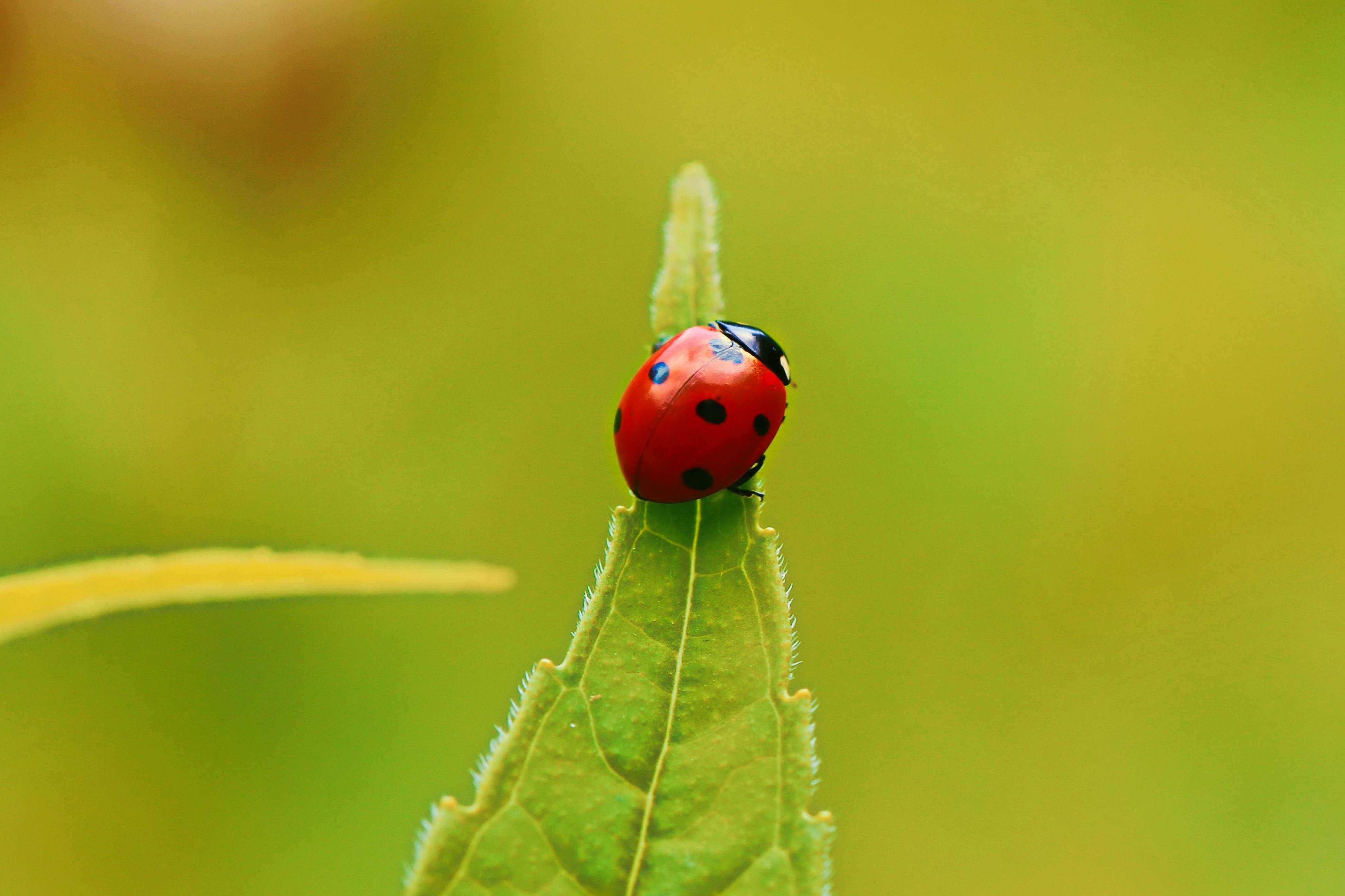 Close up of a Ladybug · Free Stock Photo