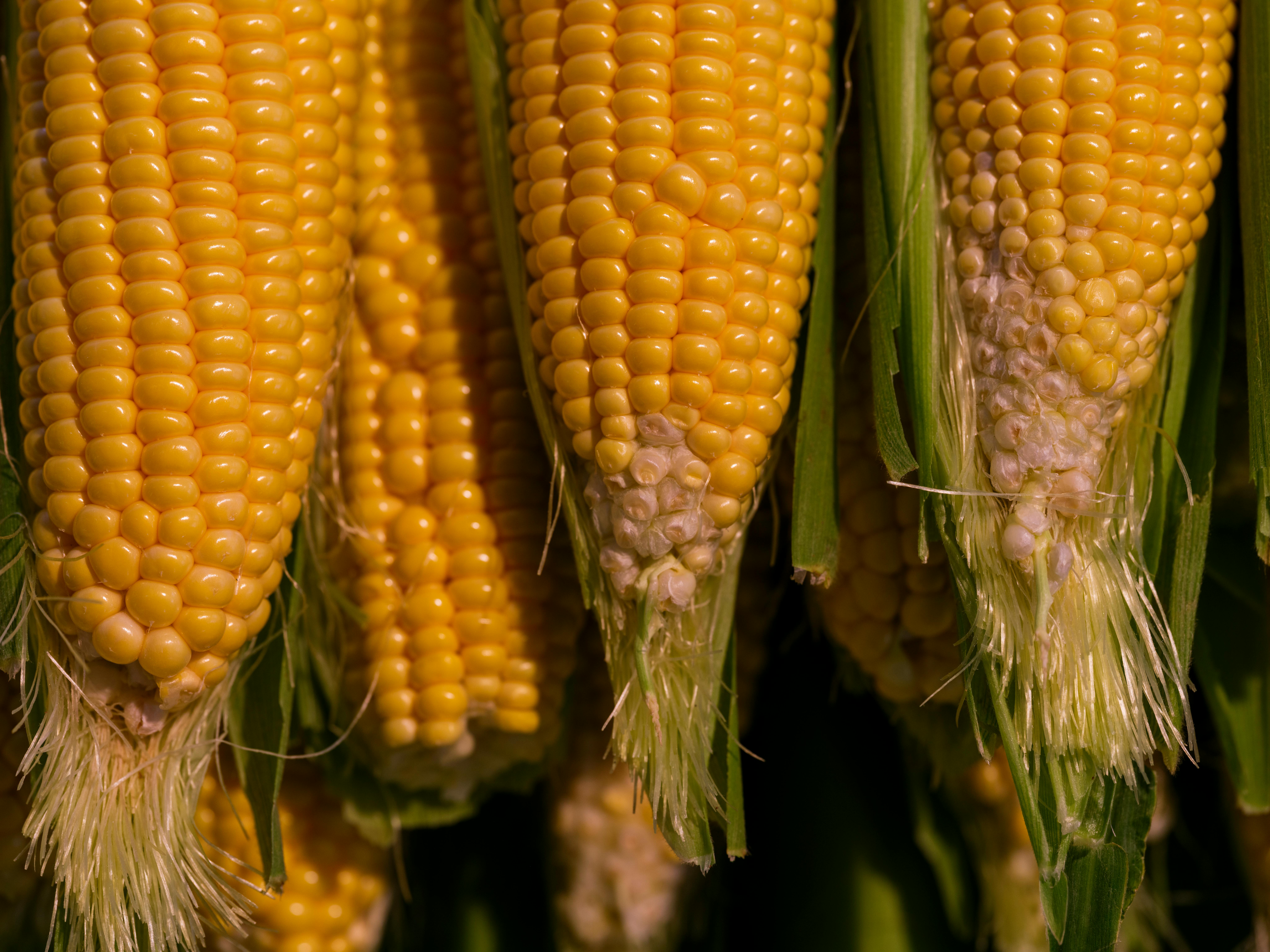 Raw Corn Cobs · Free Stock Photo