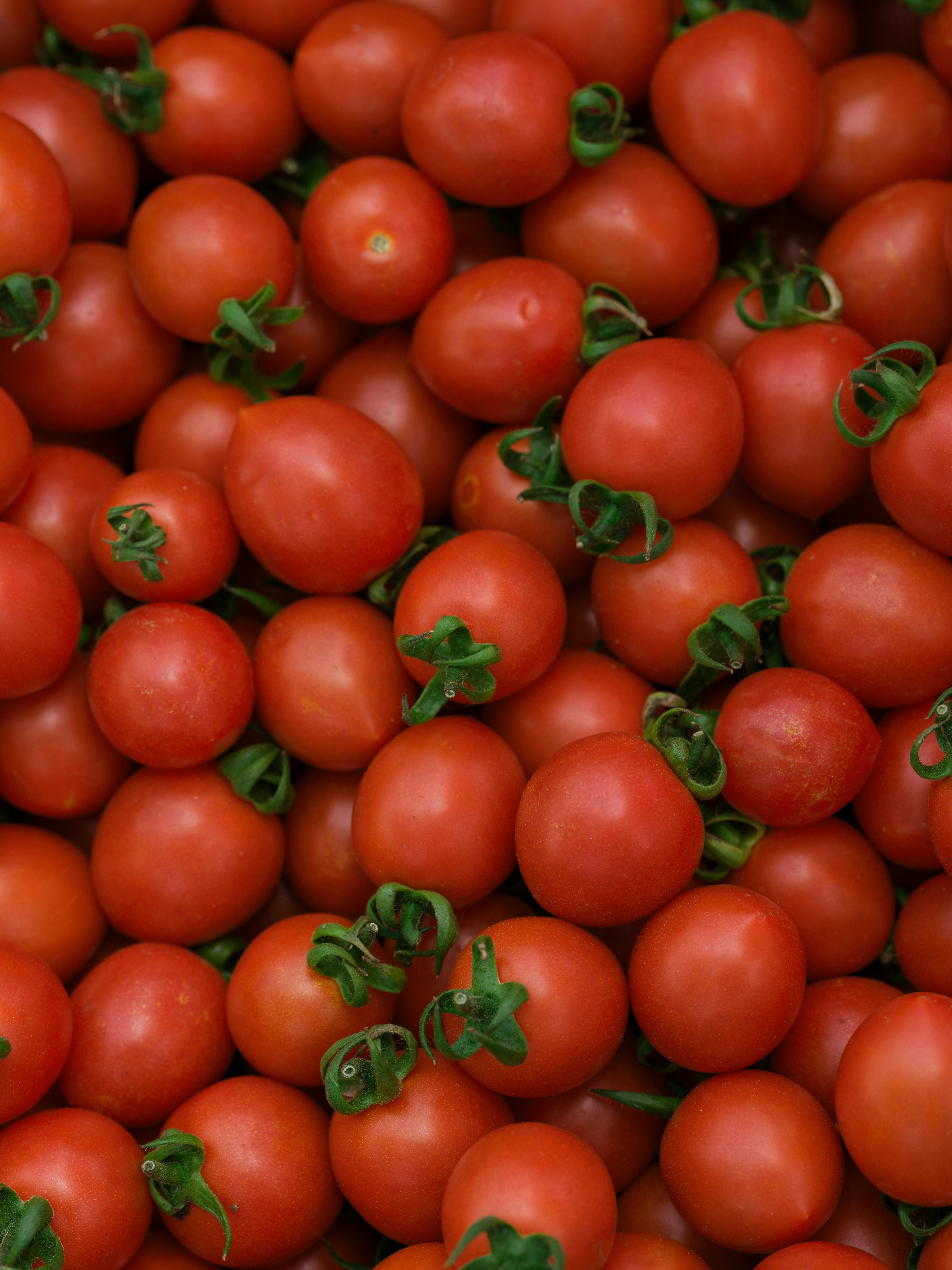 Bunch of Beautiful Tomatoes Next to Each Other · Free Stock Photo