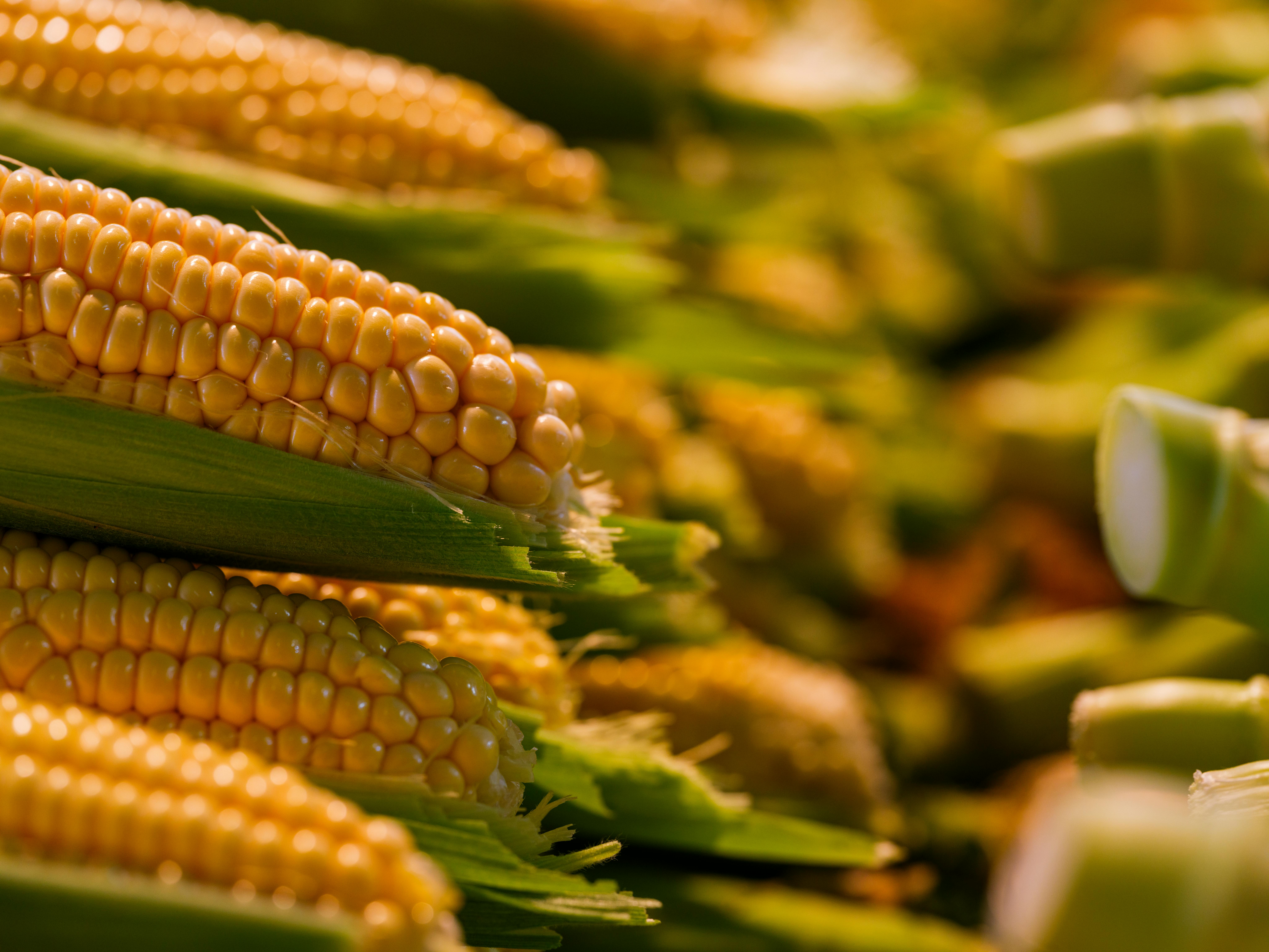 fresh and healthy corn · Free Stock Photo