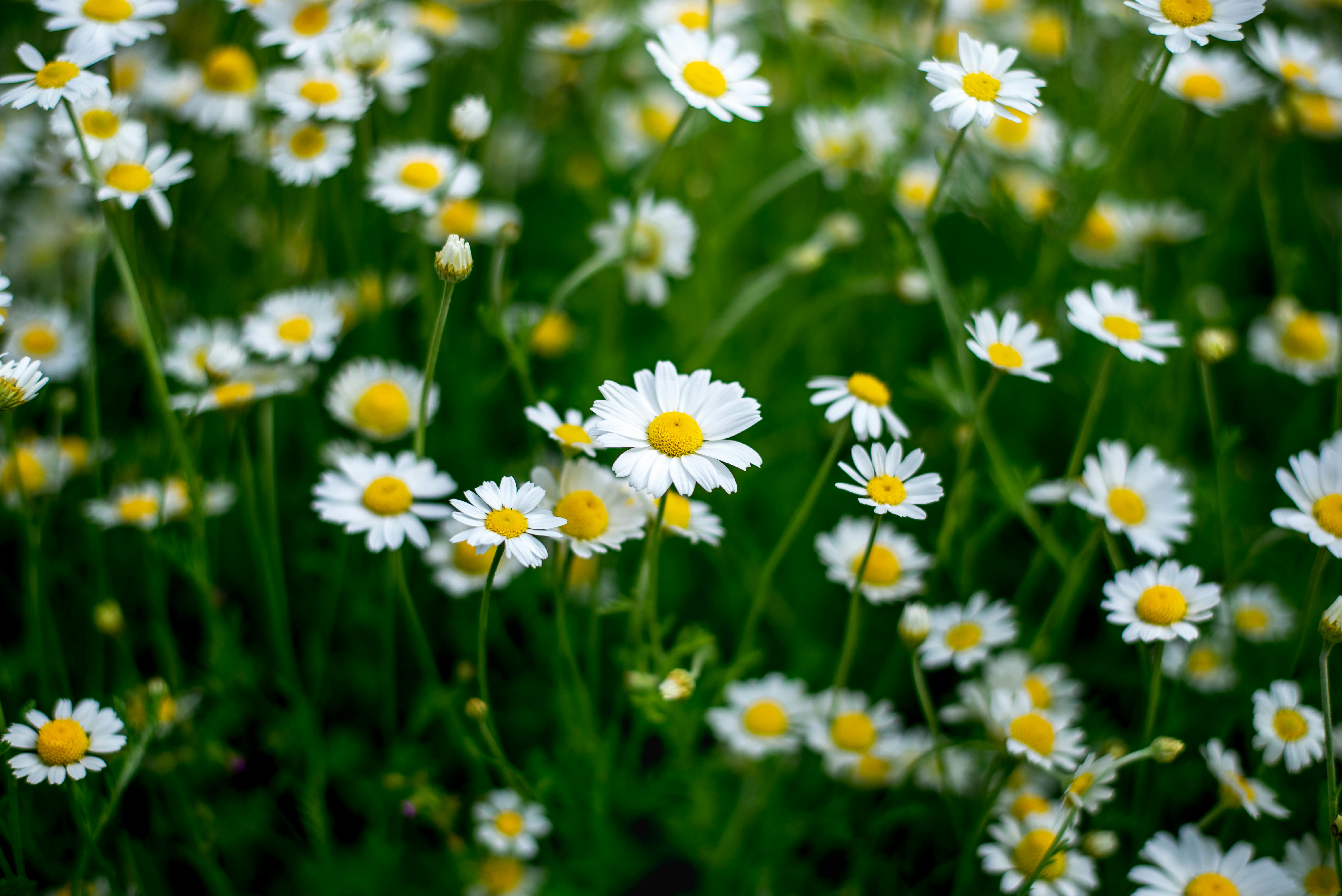 Close-up of Daisies · Free Stock Photo