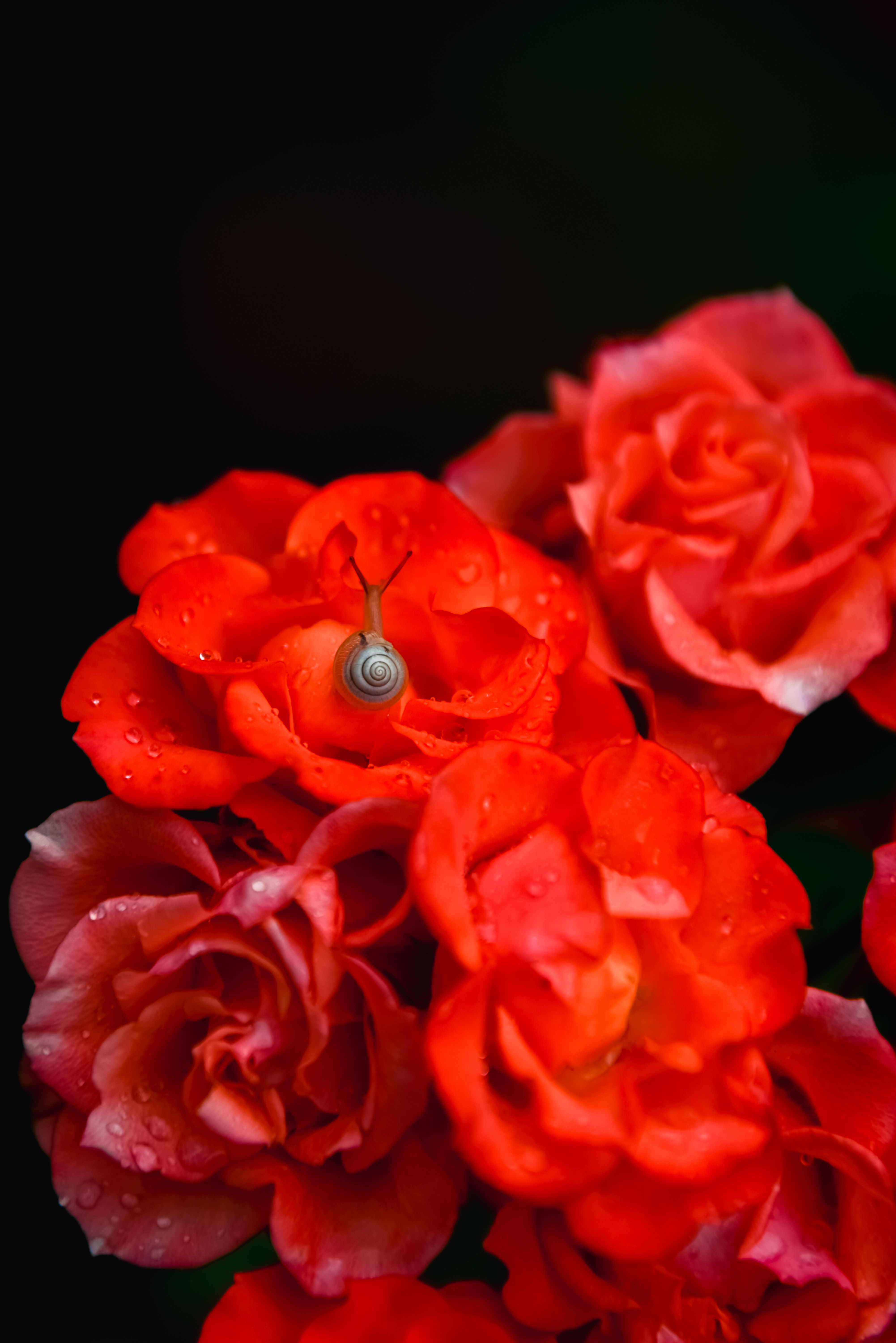 Snail on Red Blooming Flowers · Free Stock Photo