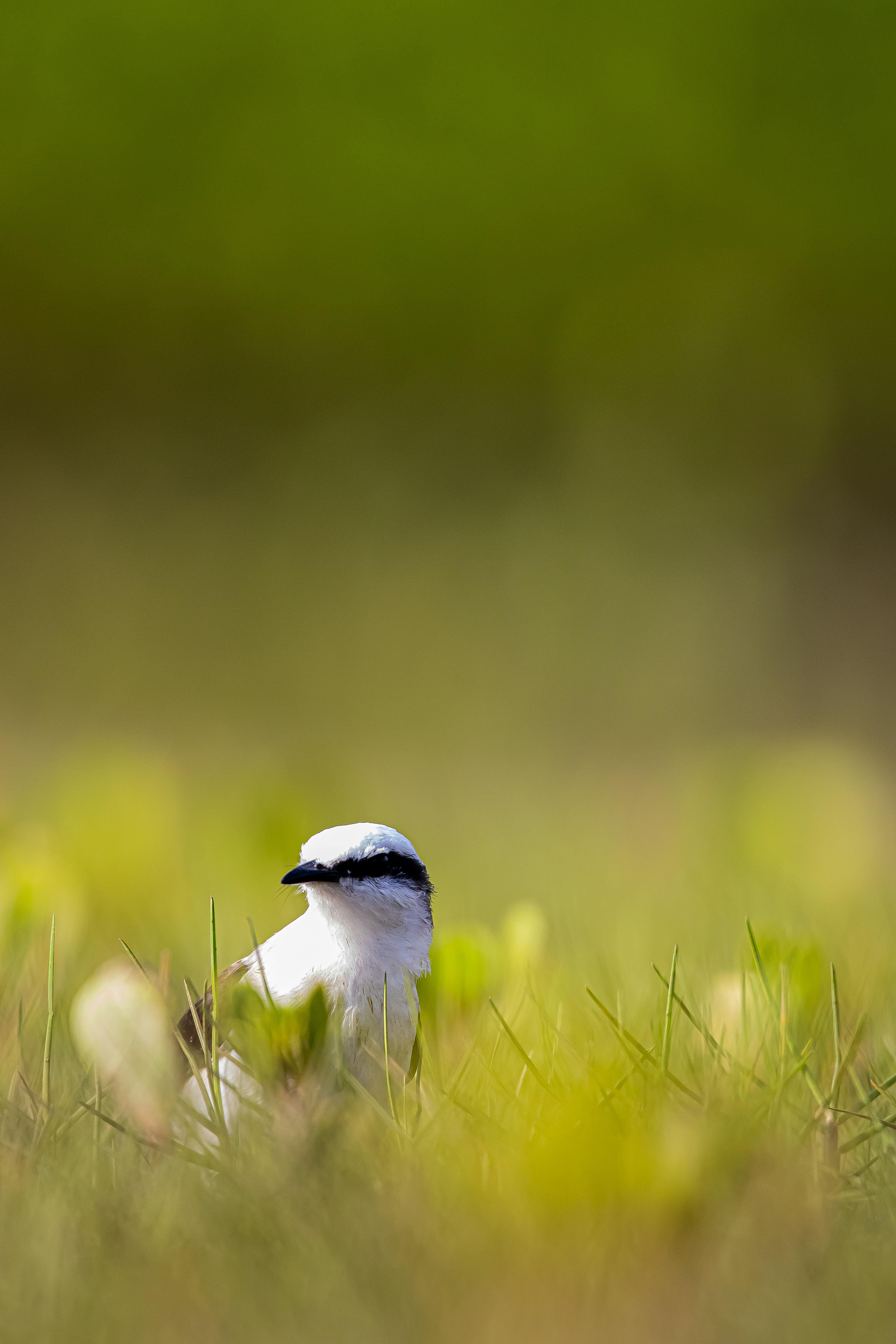 Shrike Photos, Download The BEST Free Shrike Stock Photos & HD Images