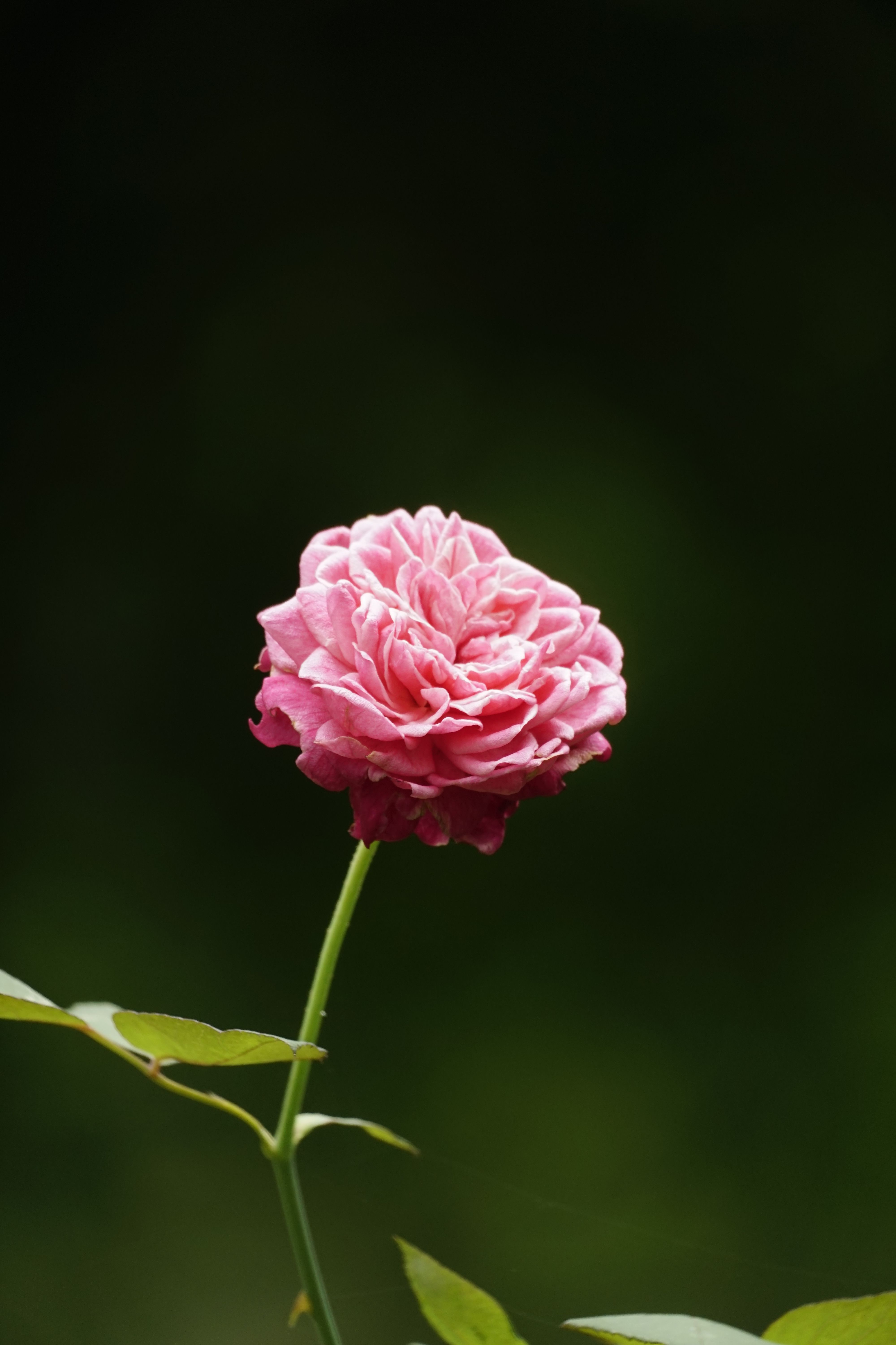 A single rose is shown in front of green leaves · Free Stock Photo