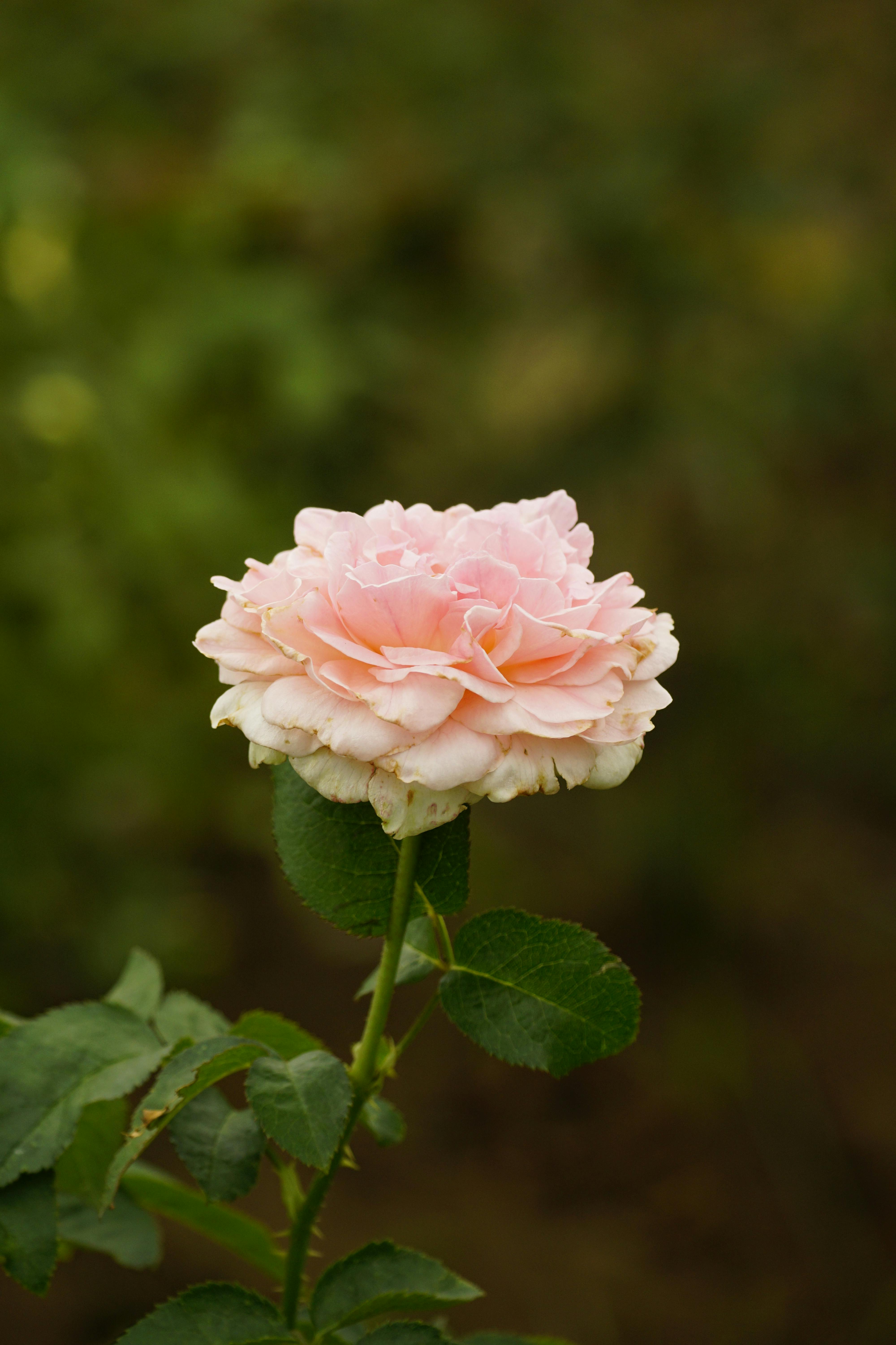 Close-up of a Pink Rose · Free Stock Photo