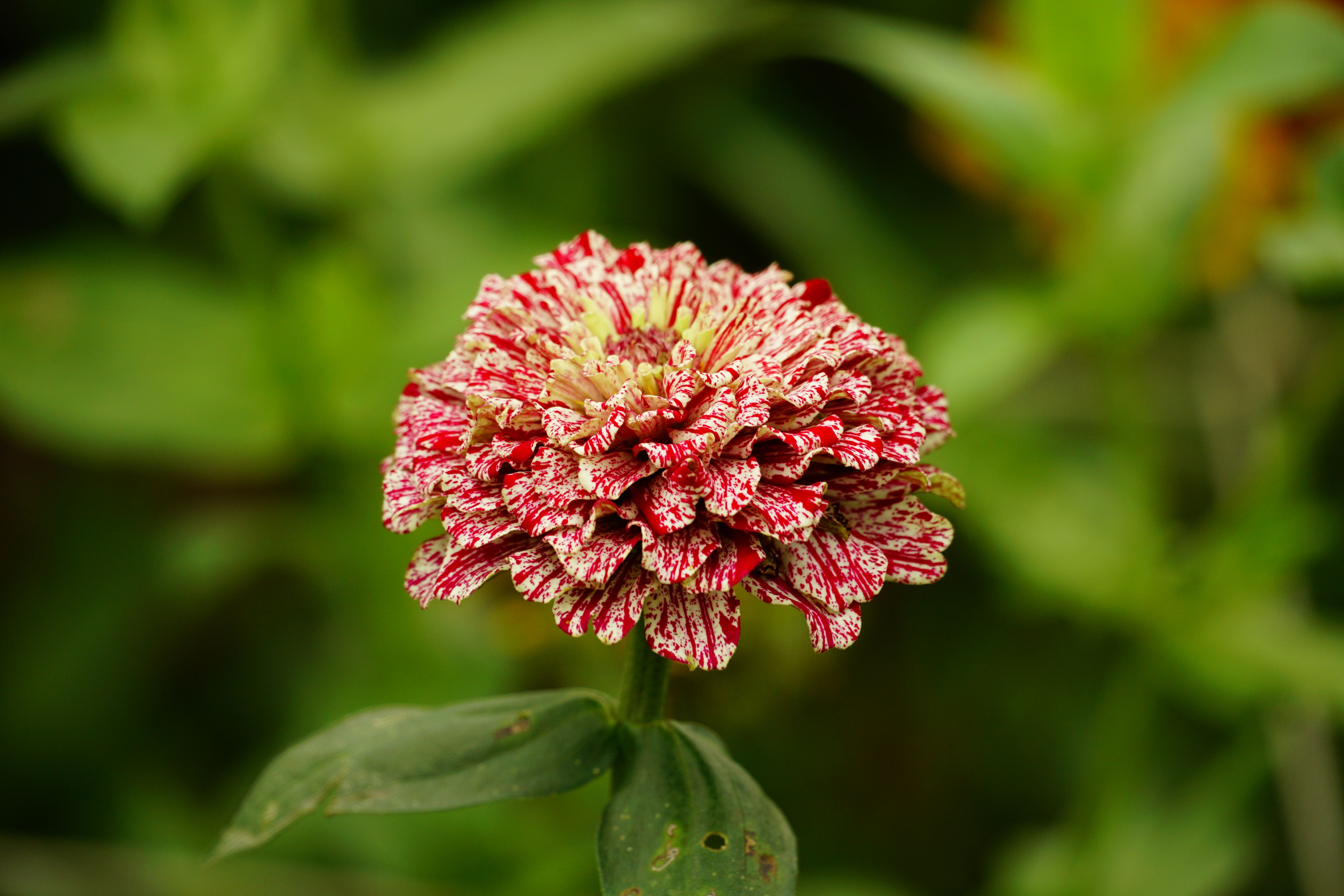 Beautiful Delicate Zinnia · Free Stock Photo