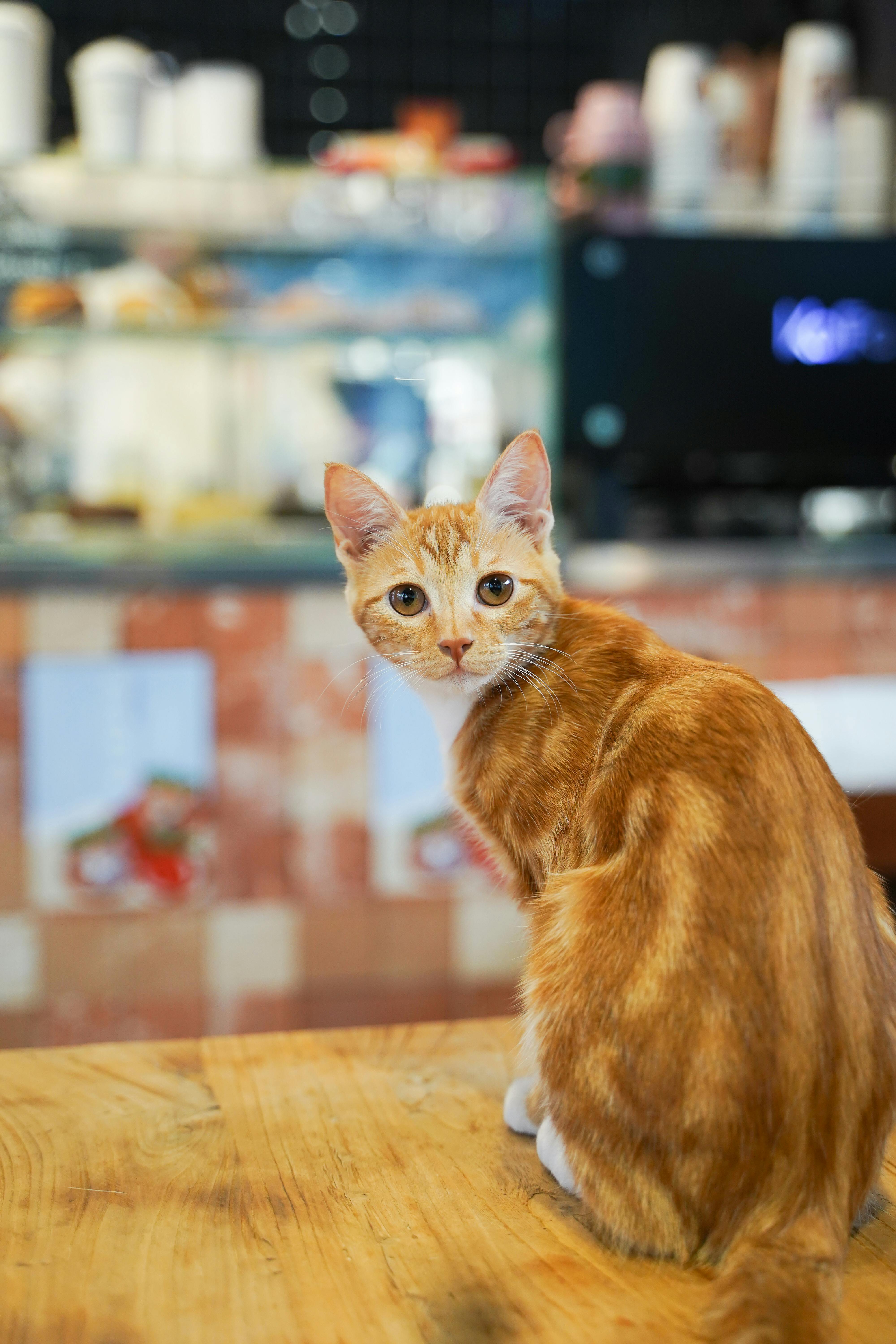 Cat Adoption Photos, Download The BEST Free Cat Adoption Stock Photos ...