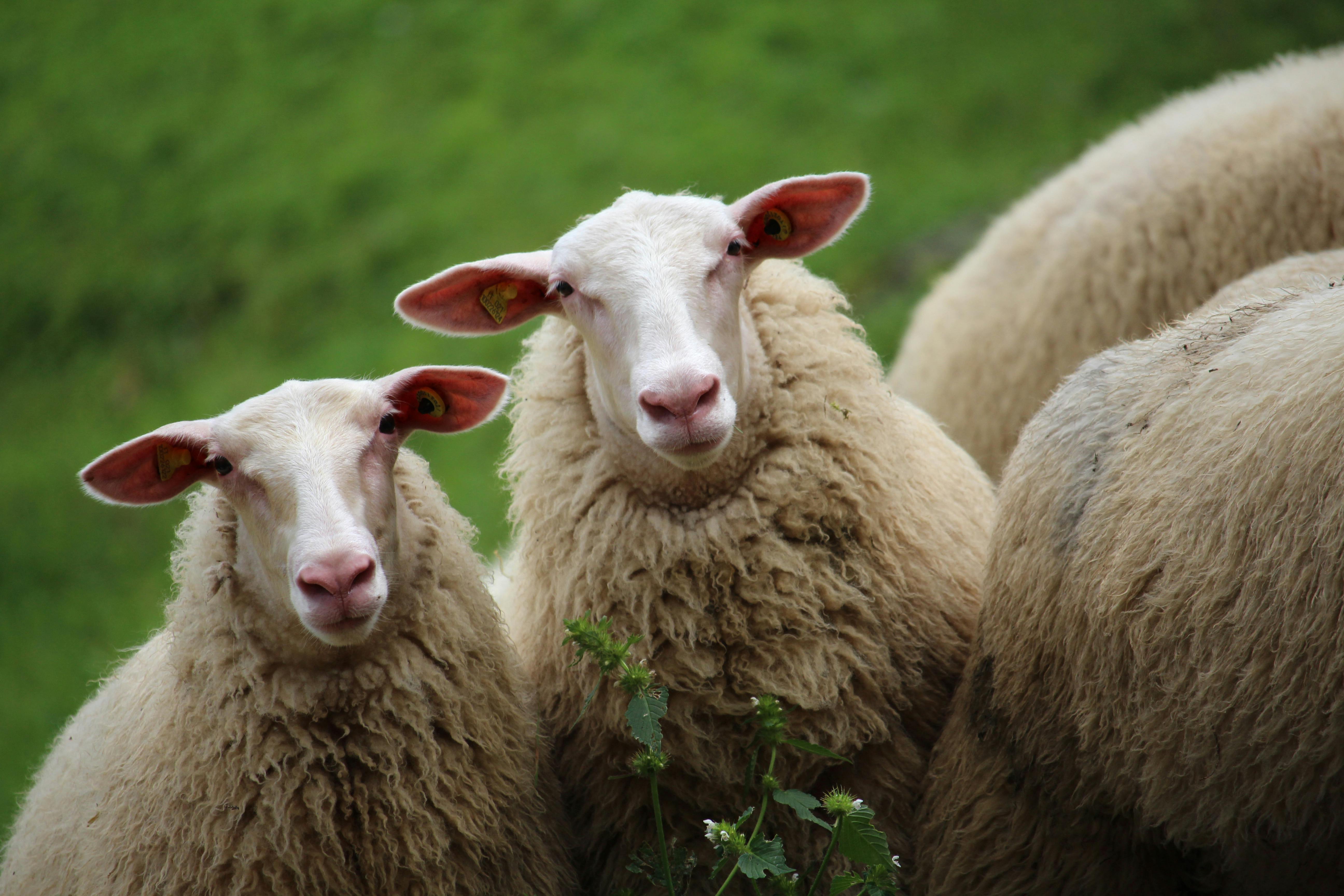 White sheep · Free Stock Photo