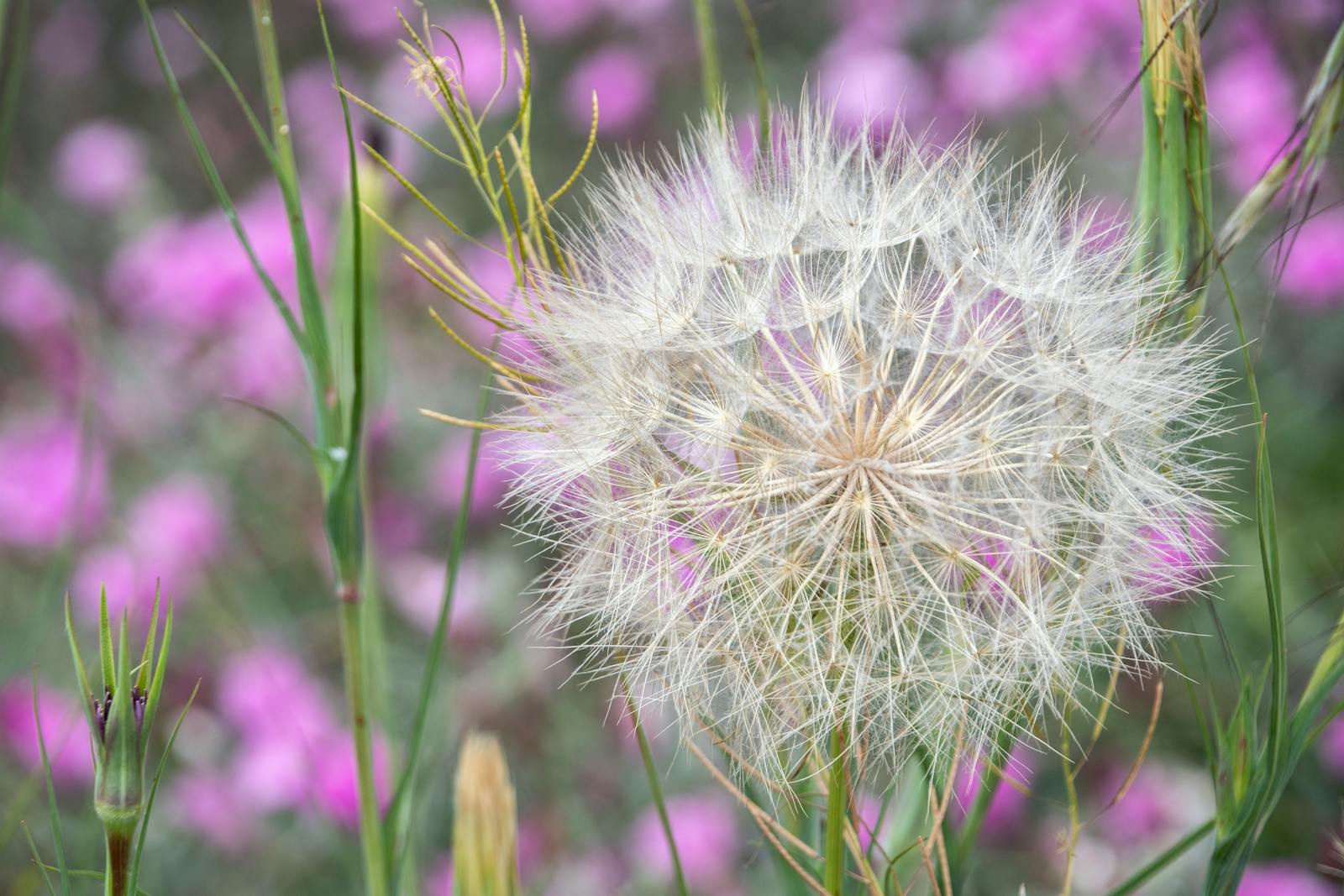 Dandelion Flower Photos, Download The BEST Free Dandelion Flower Stock ...