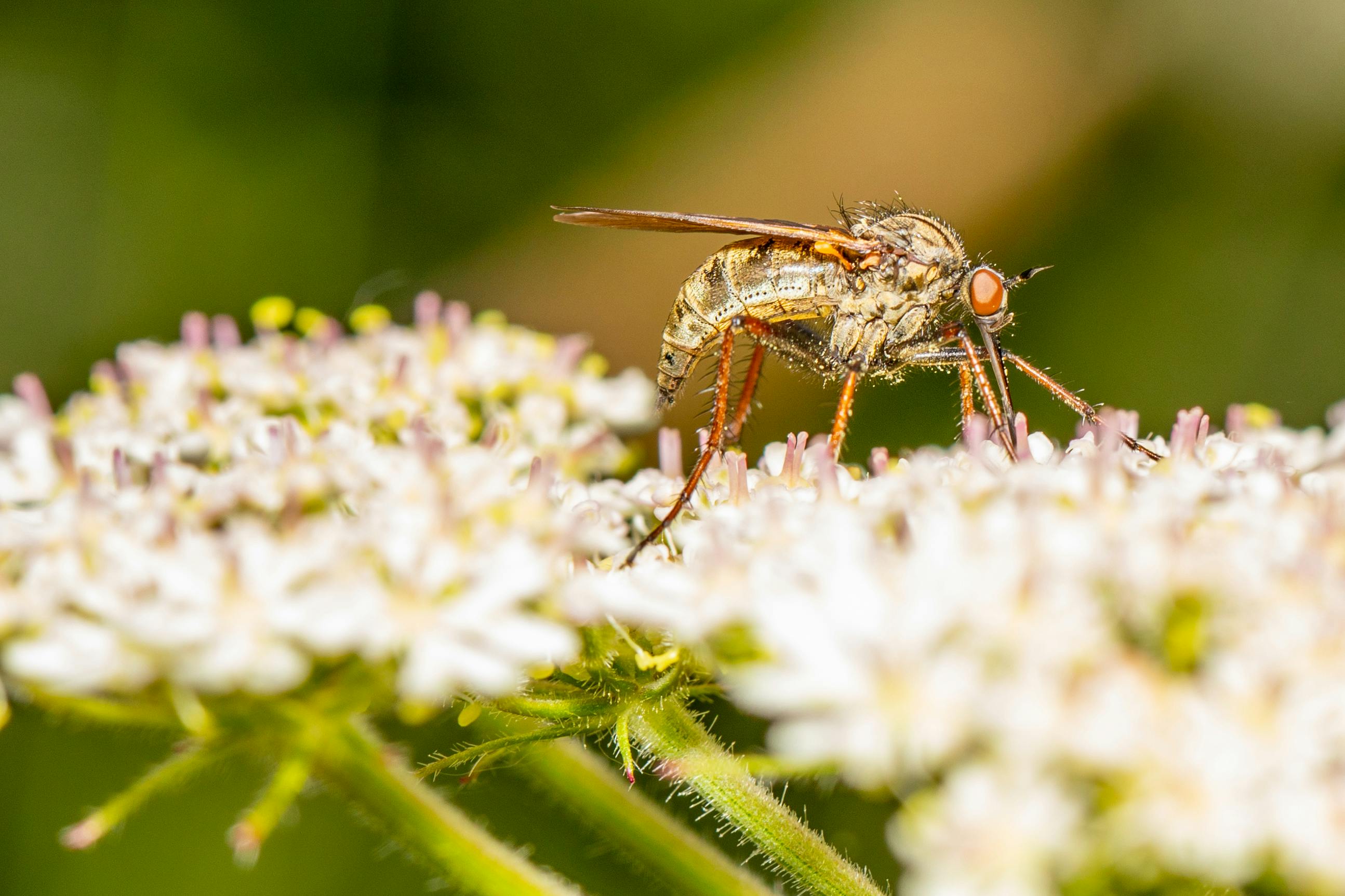Insect Collecting Pollen · Free Stock Photo