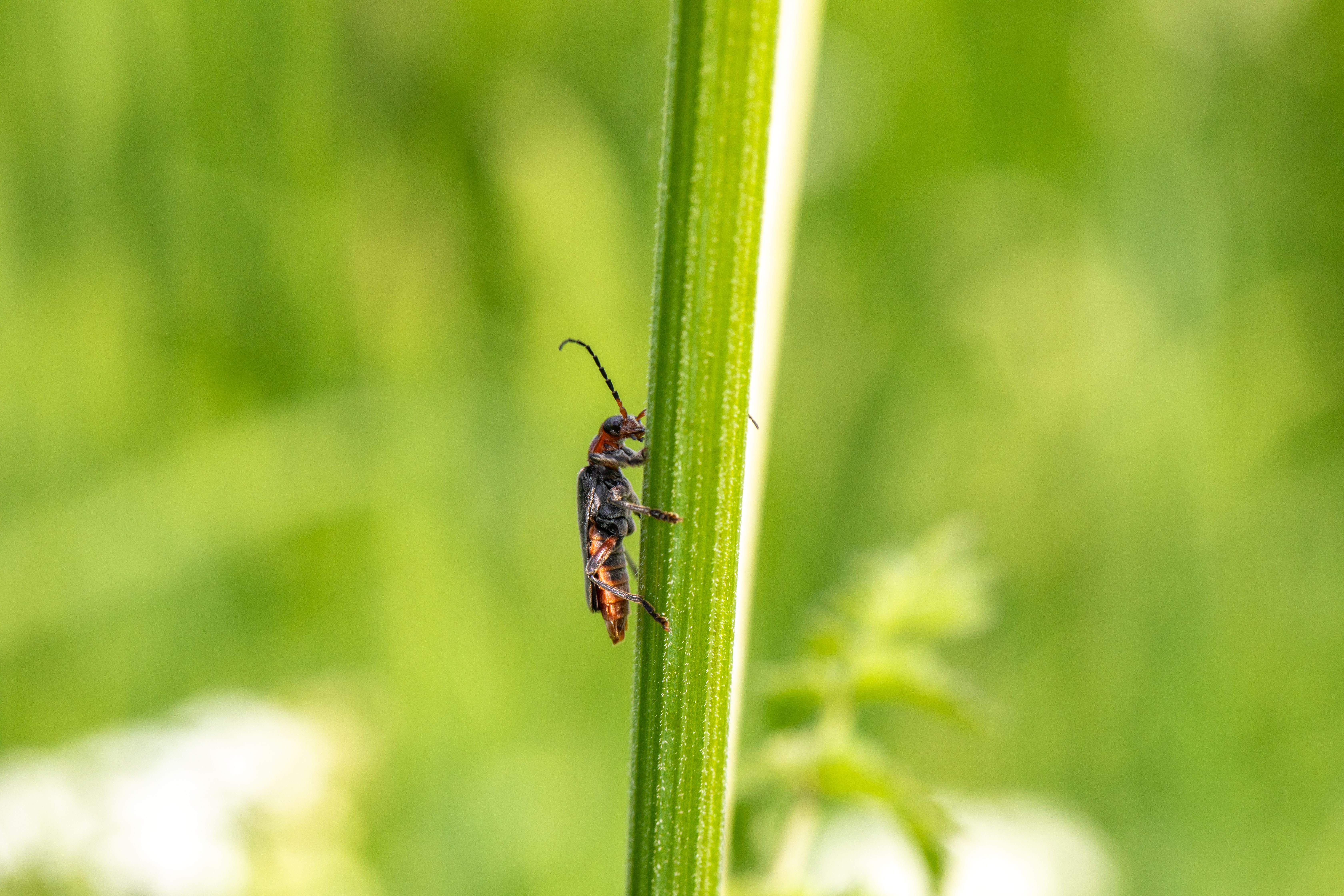 Bug Perching on Stem · Free Stock Photo