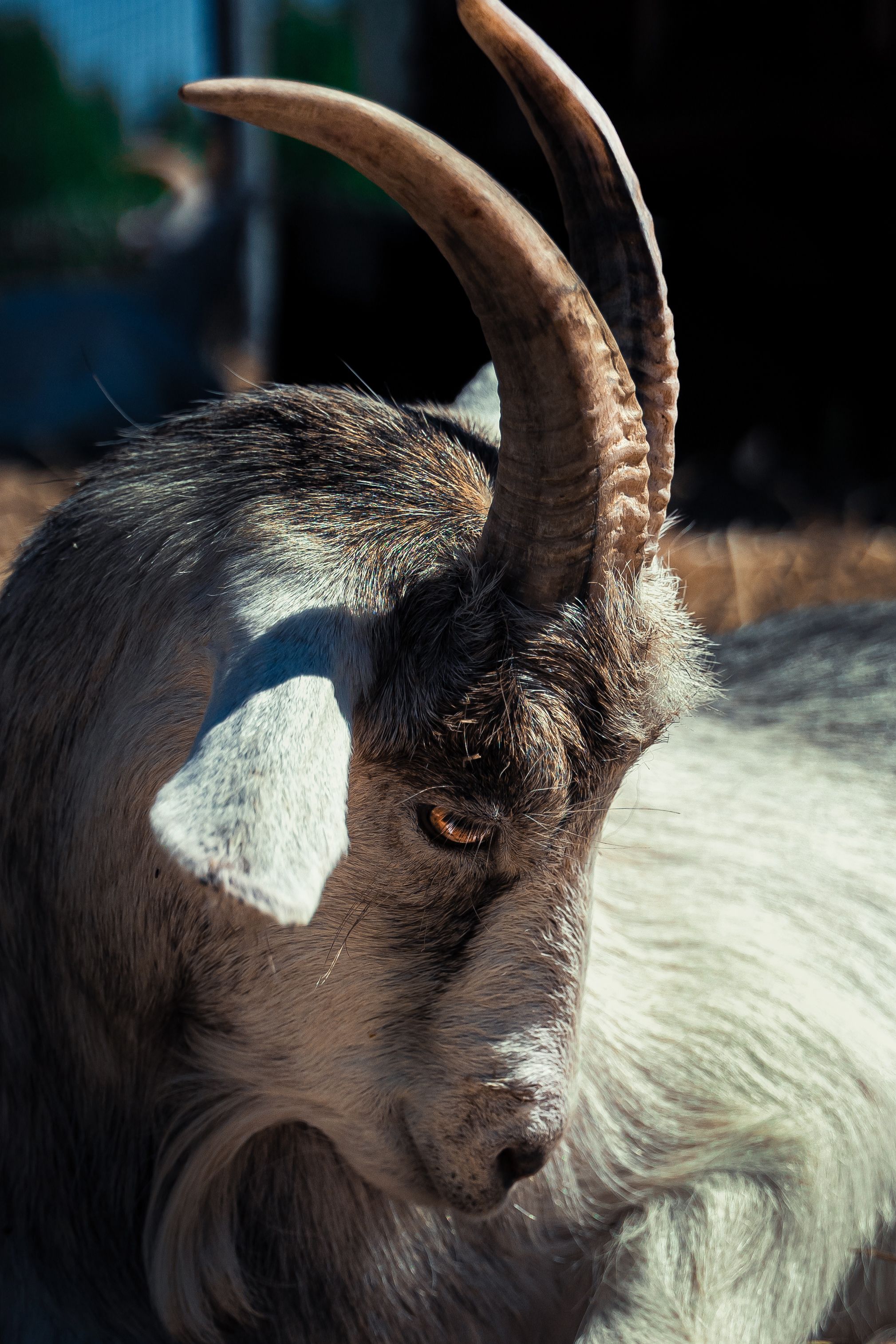 Portrait of Goat · Free Stock Photo
