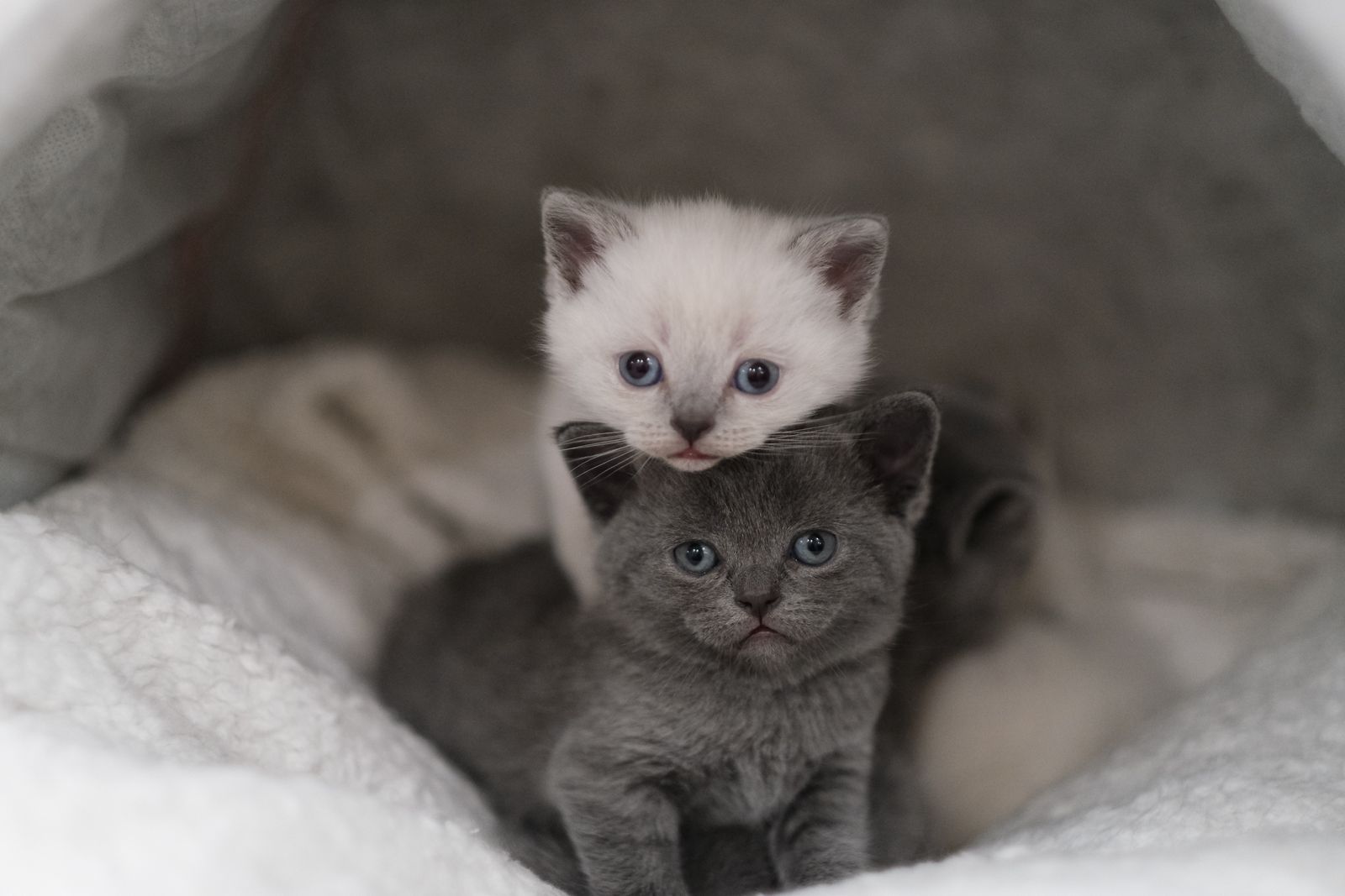 Kittens Cuddle Photos, Download The BEST Free Kittens Cuddle Stock ...