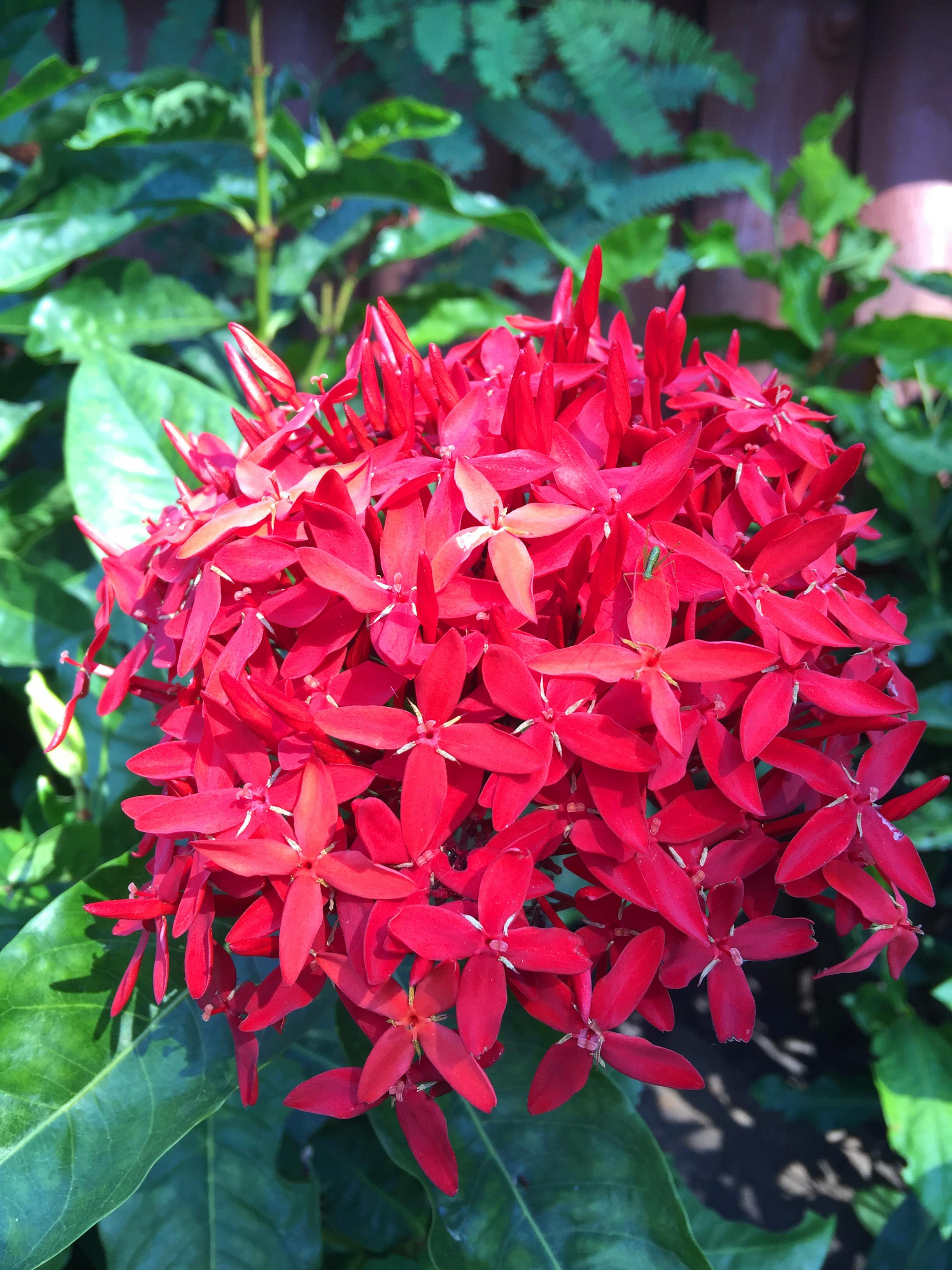 Free stock photo of flowers, ixora, nature