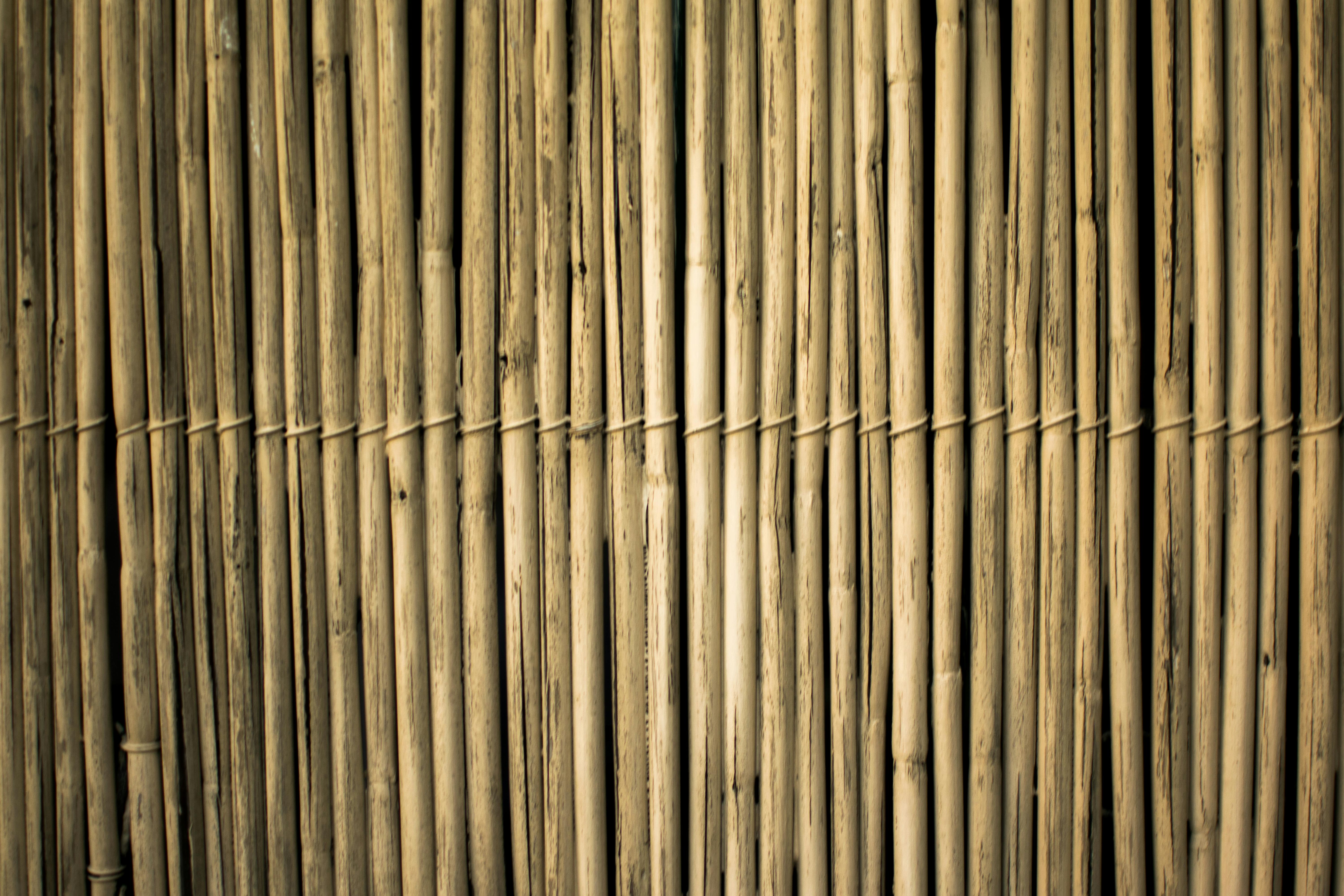 Brown Bamboos · Free Stock Photo