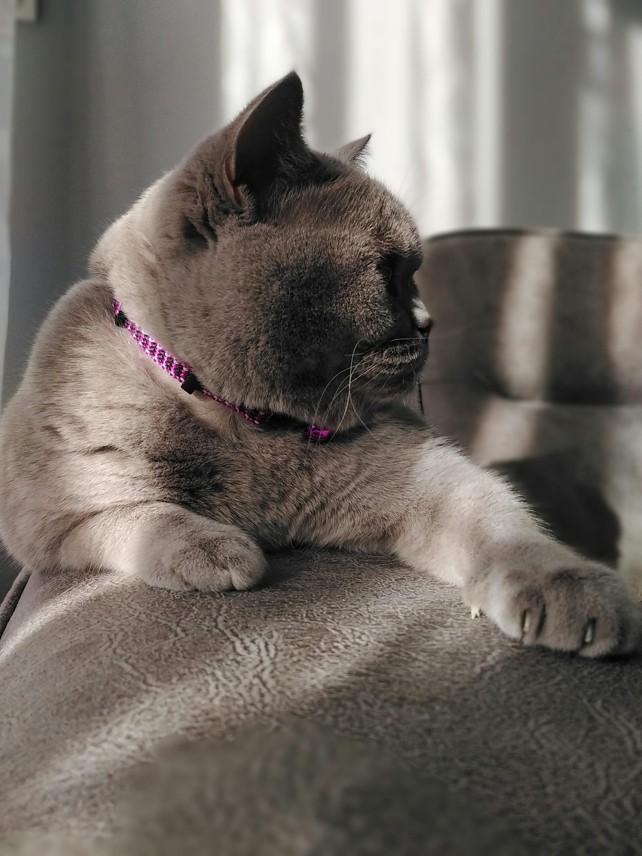 Cat · Free Stock Photo