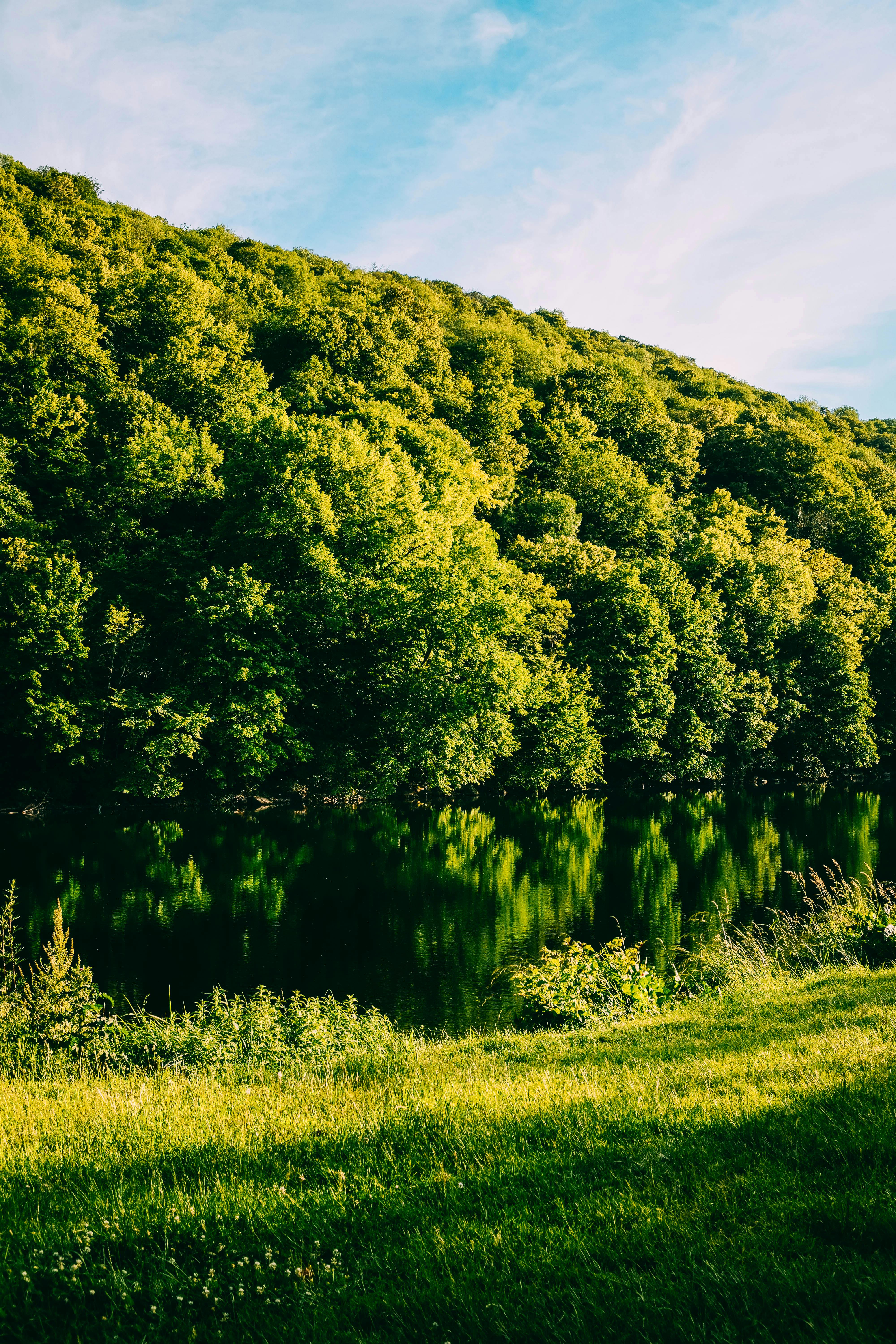 Photo of Trees Near River · Free Stock Photo