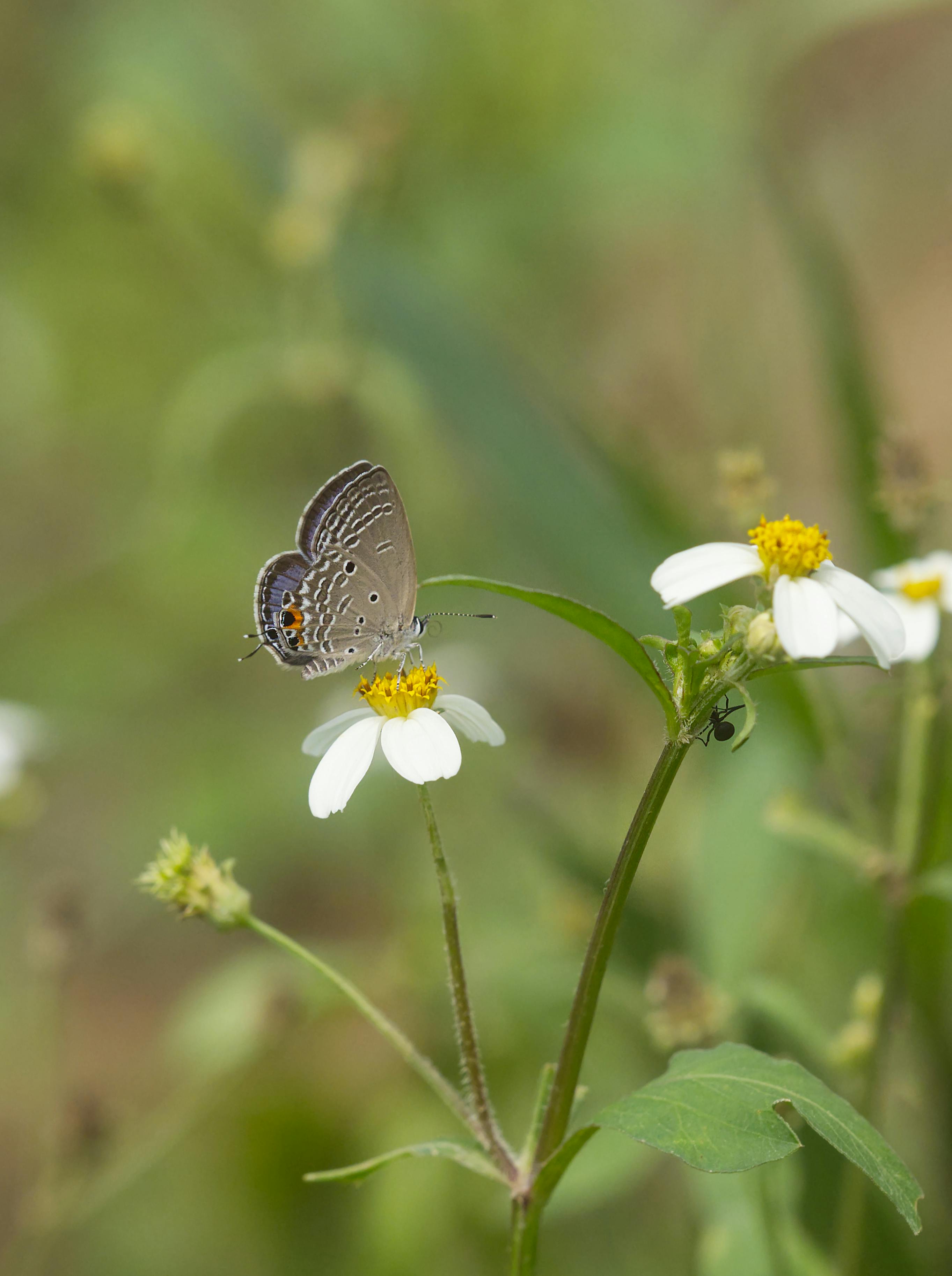 Clam Butterfly Photos, Download The BEST Free Clam Butterfly Stock ...
