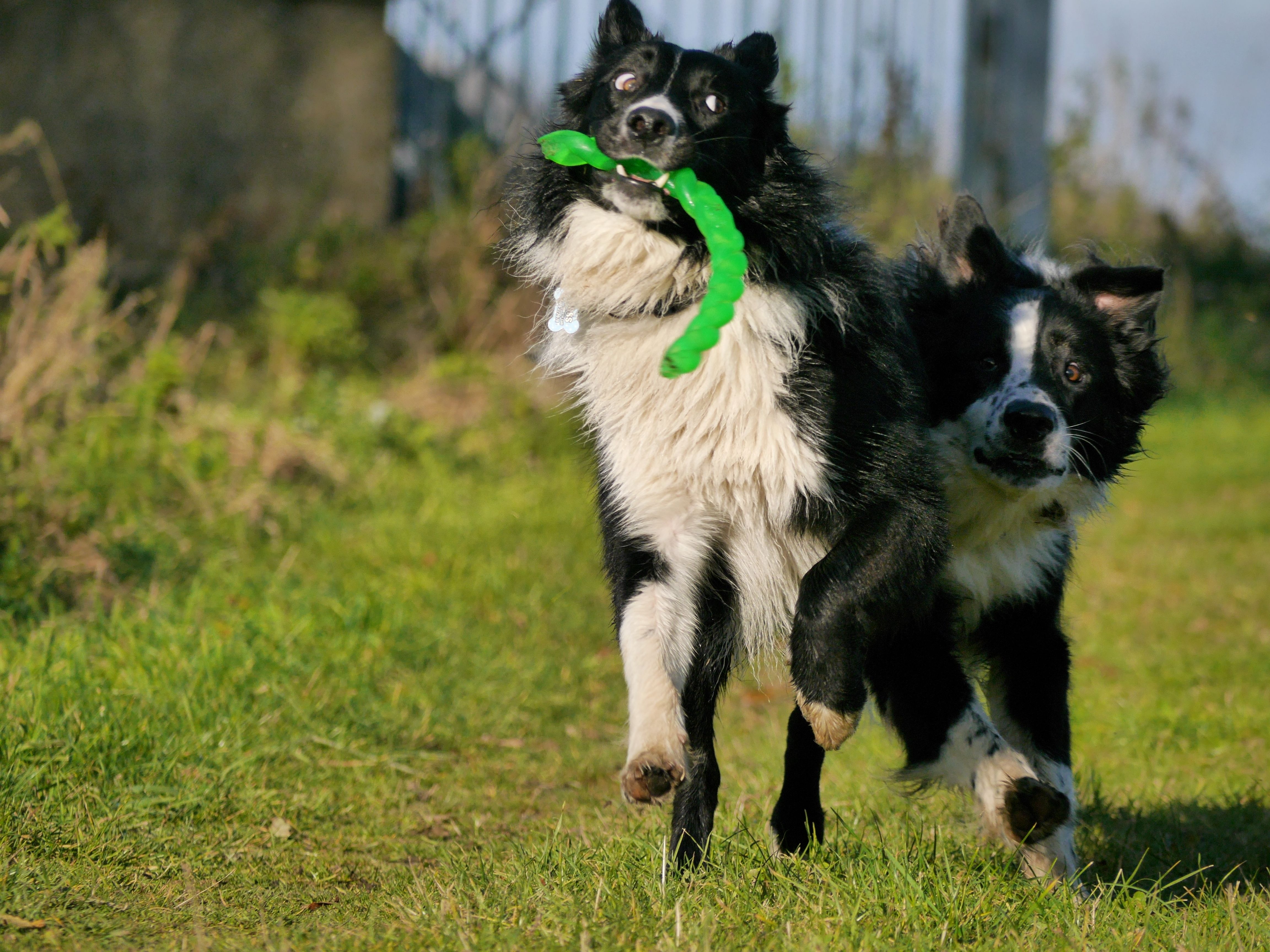 Dog Playing on Grass · Free Stock Photo