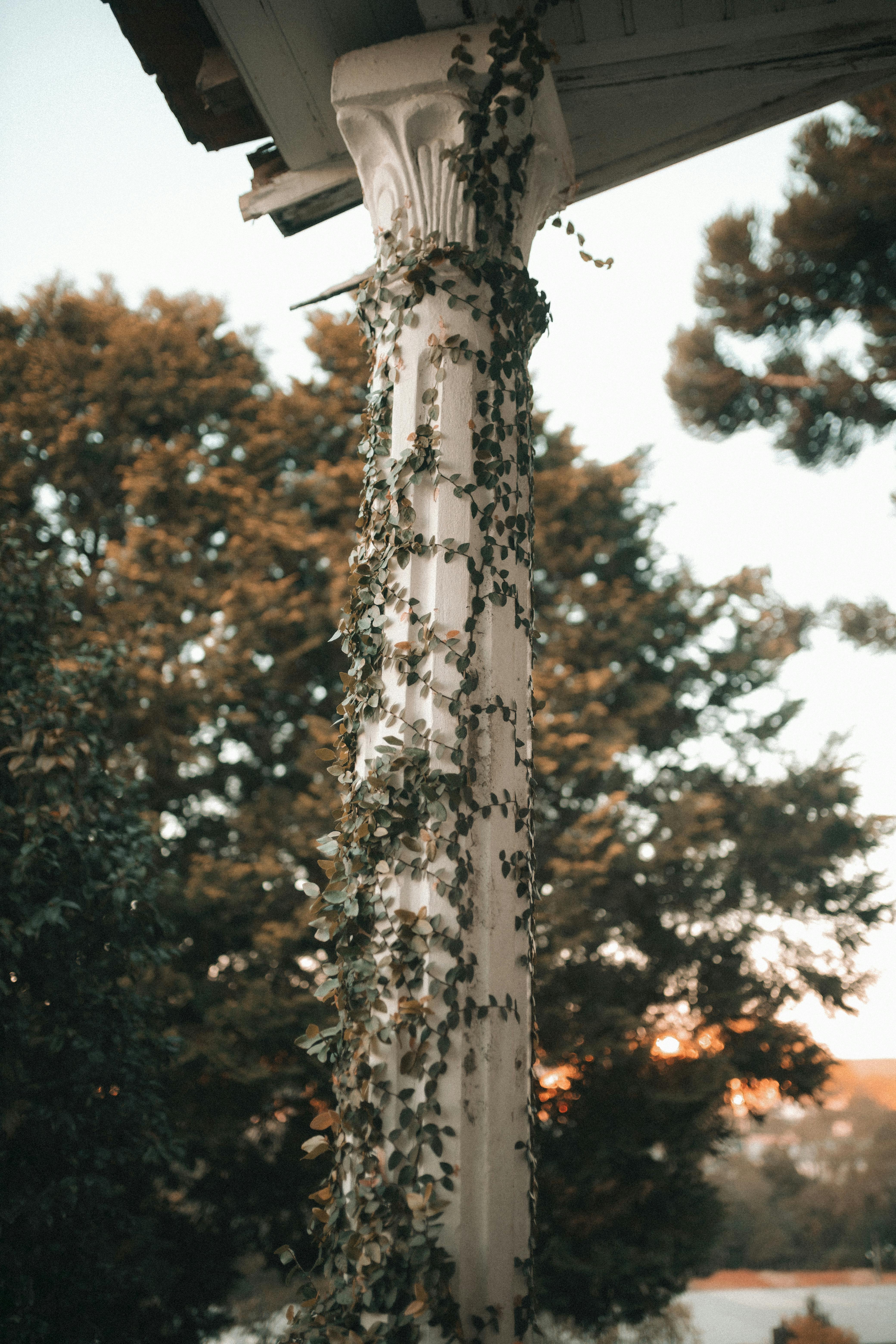 Small Stone Column with Ivy Leaves Growing on · Free Stock Photo