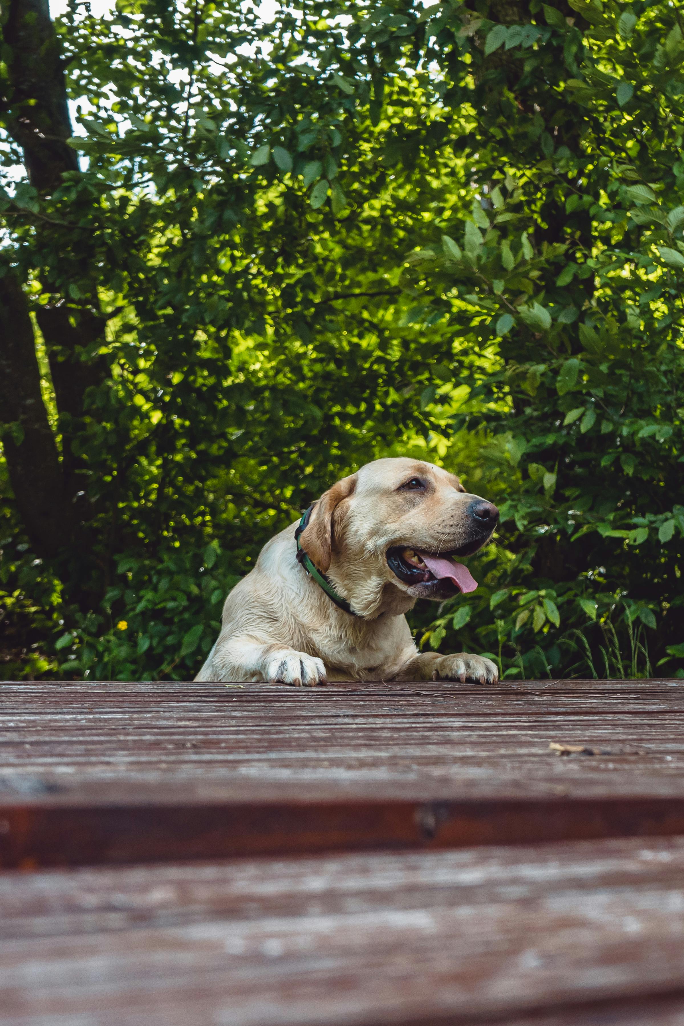 Adult Yellow Labrador Retriever · Free Stock Photo