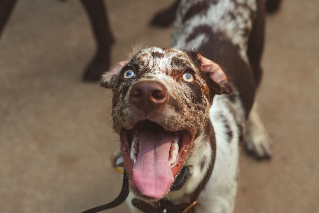 Unleashing Dog Eye Colors: Common Shades and Rare Variants