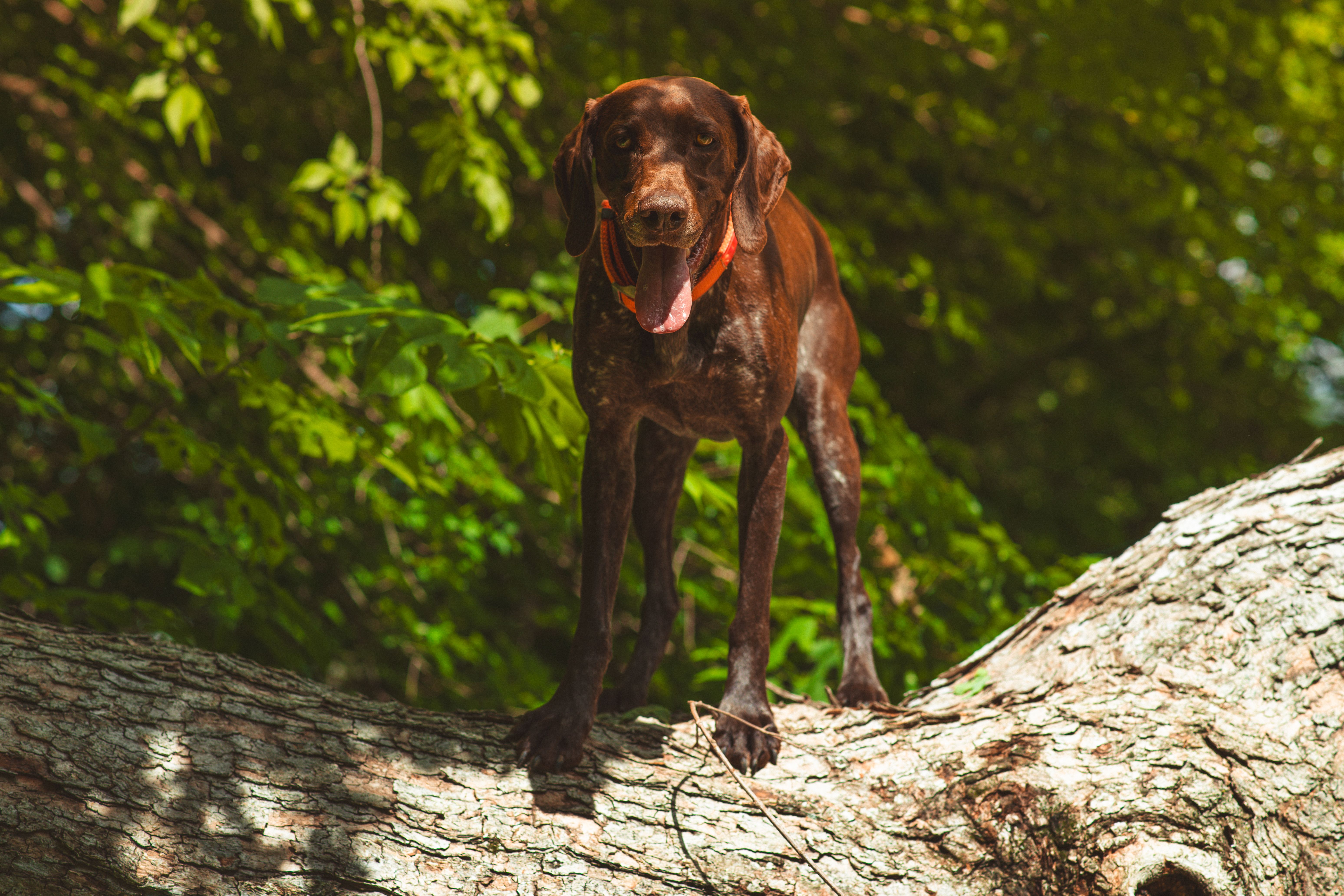 A brown dog standing on a tree branch · Free Stock Photo