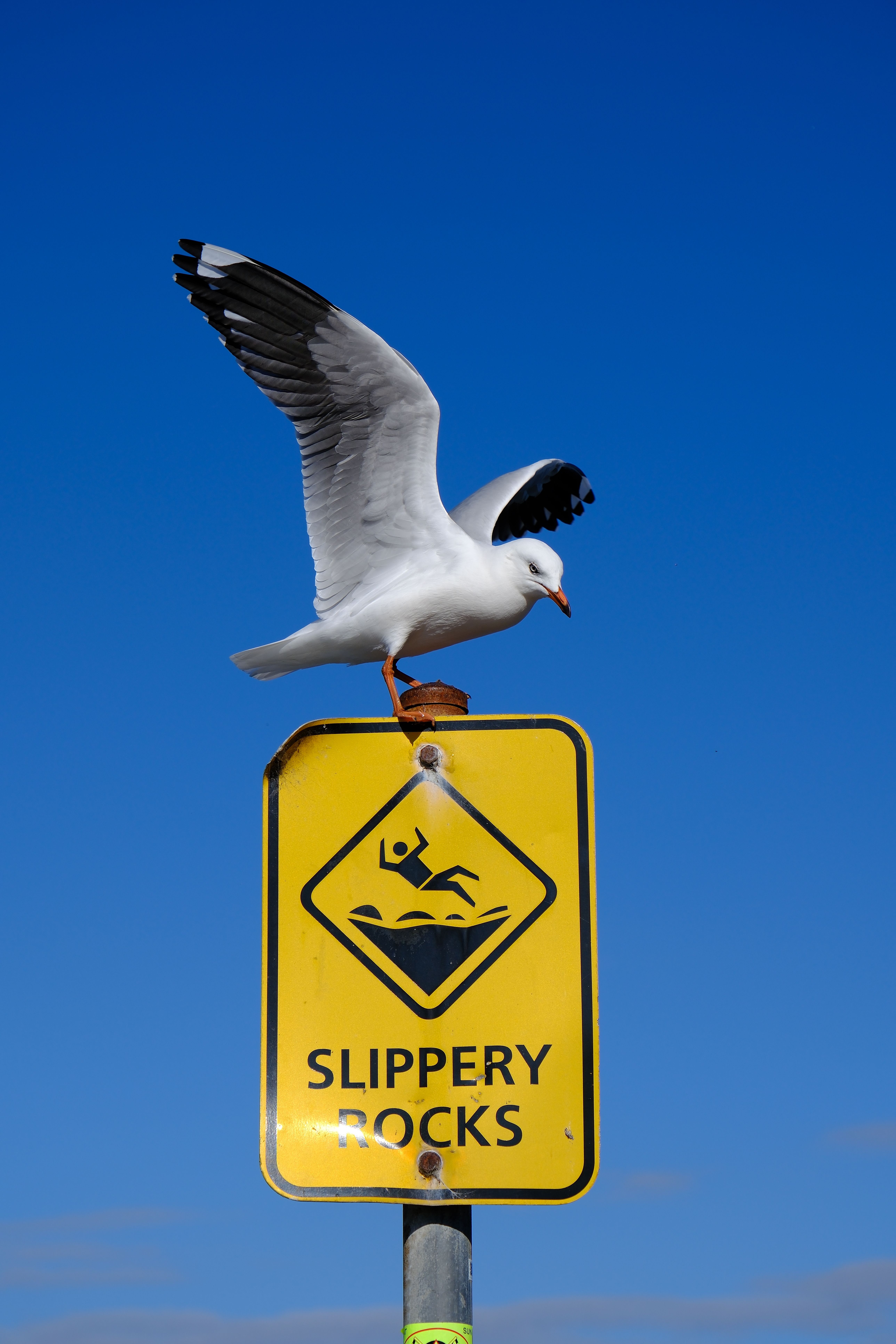 Seagull Standing on the Yellow Sign Against Clear Sky · Free Stock Photo