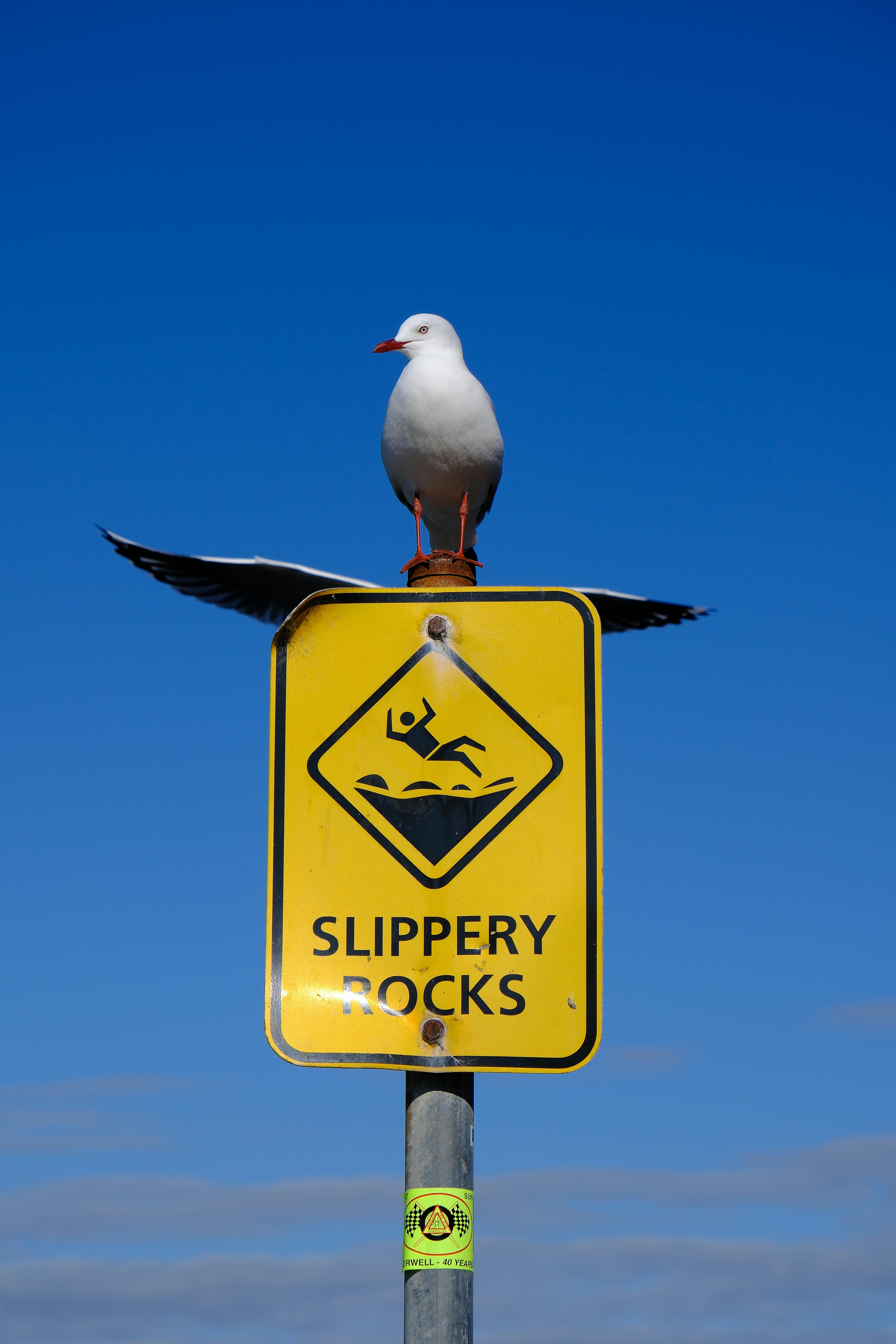 Seagull Standing on Top of a Sign Against Clear Sky · Free Stock Photo